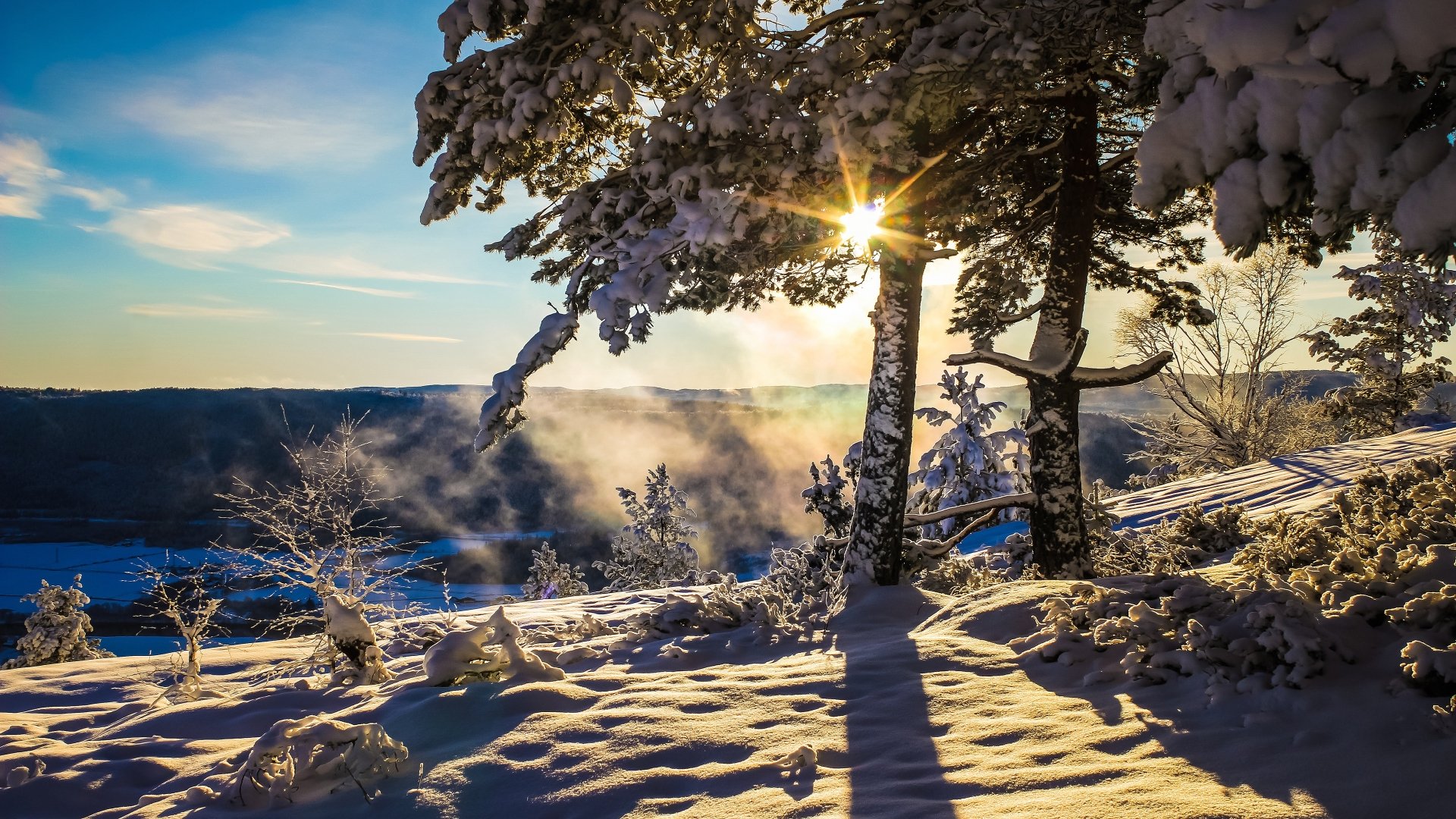 Download Tree Snow Sun Winter Nature Sunbeam 4k Ultra HD Wallpaper ...