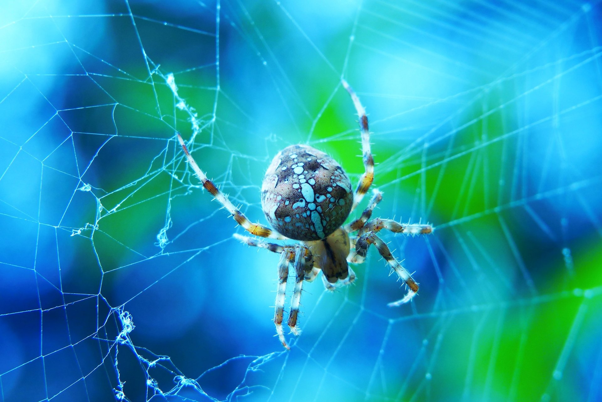 Download Spider Web Macro Animal Spider HD Wallpaper | 2880x1924 ...