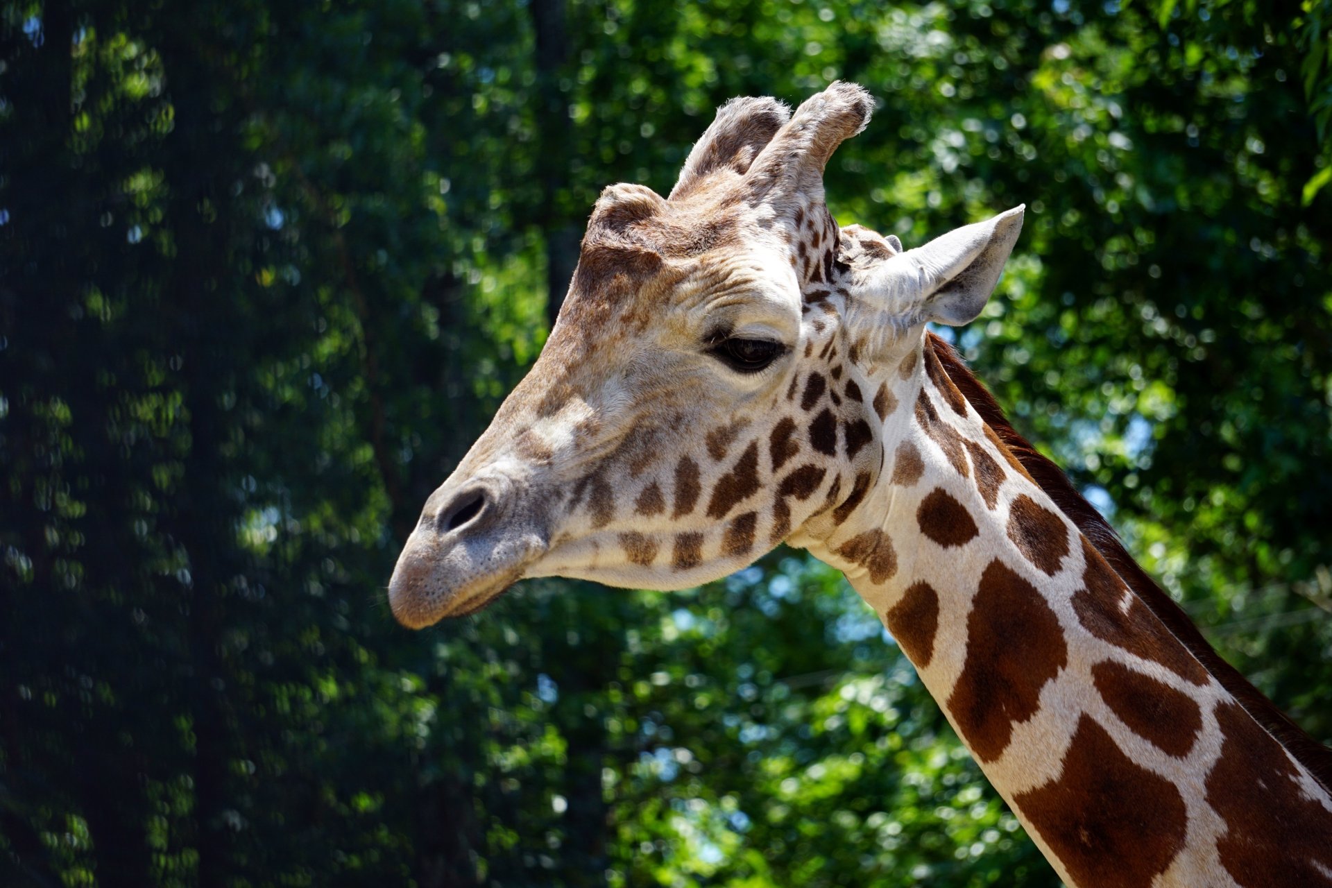 Download Animal Giraffe 4k Ultra HD Wallpaper