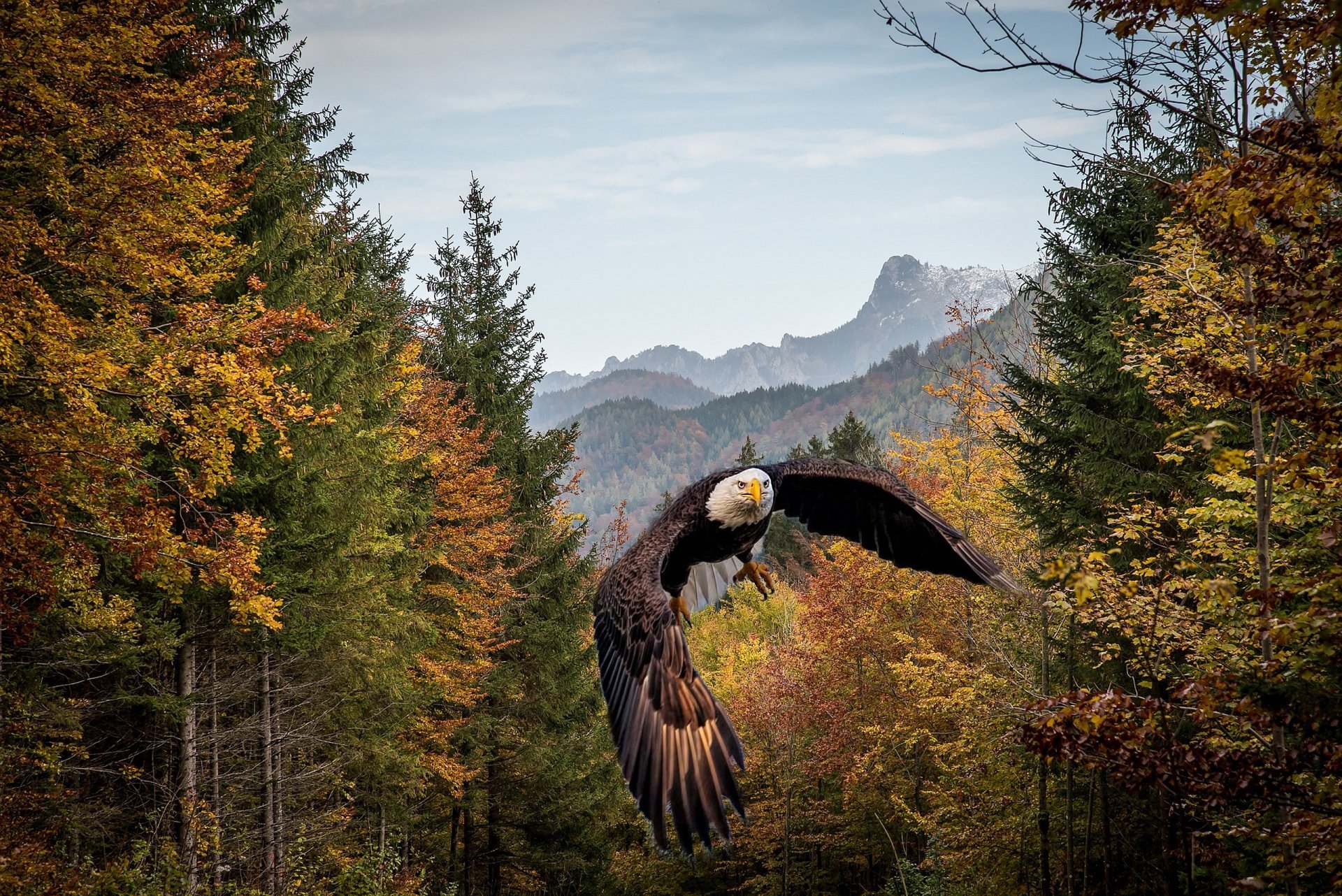 Download Bird Flight Forest Fall Animal Bald Eagle HD Wallpaper