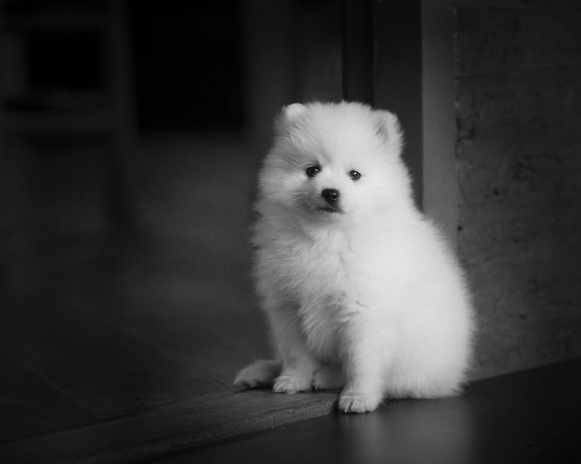 Download Black & White Puppy Dog Animal Spitz 4k Ultra HD Wallpaper
