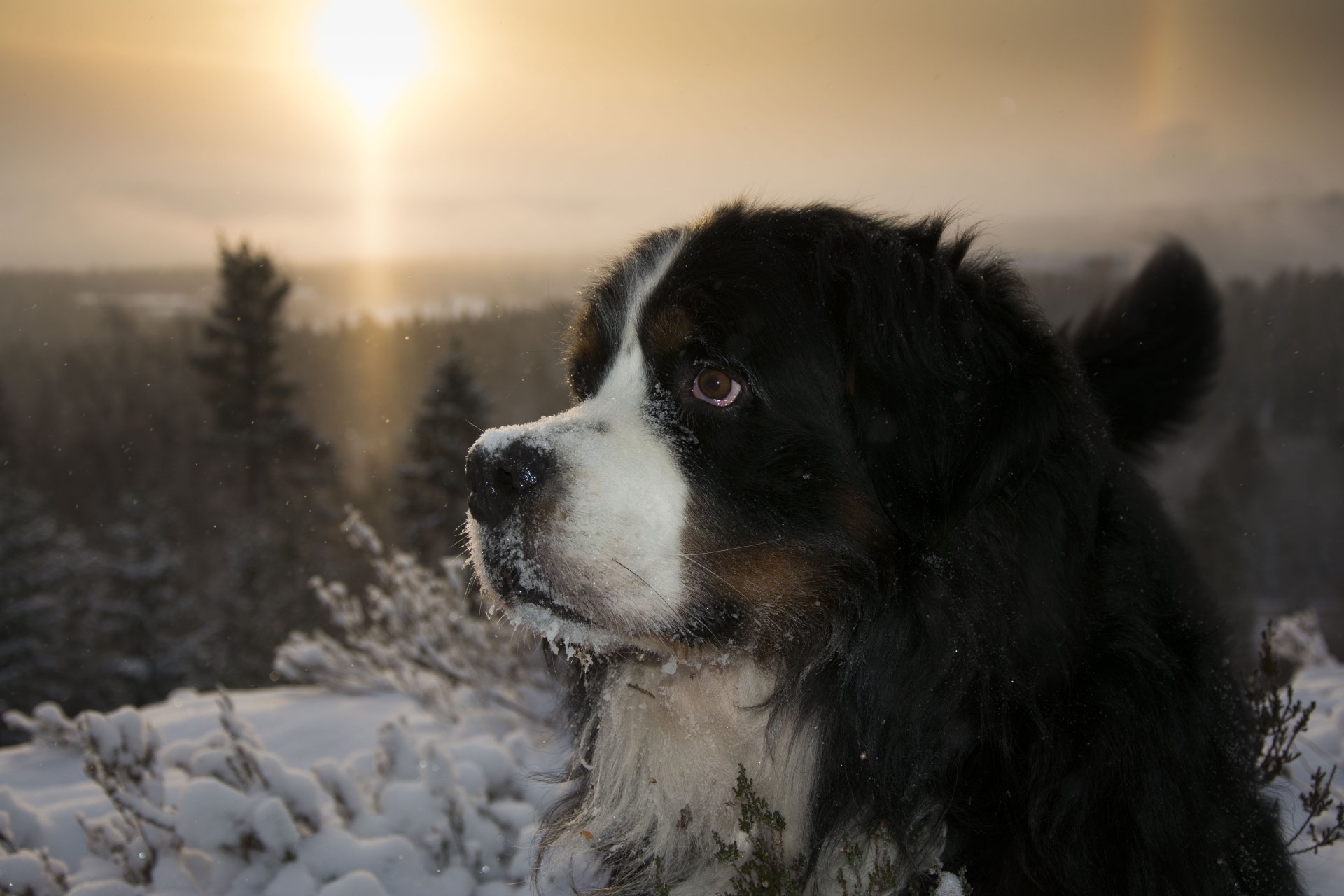 Snow-Kissed Bernese Mountain Dog — 5K Winter Wallpaper | 5819x3879 ...