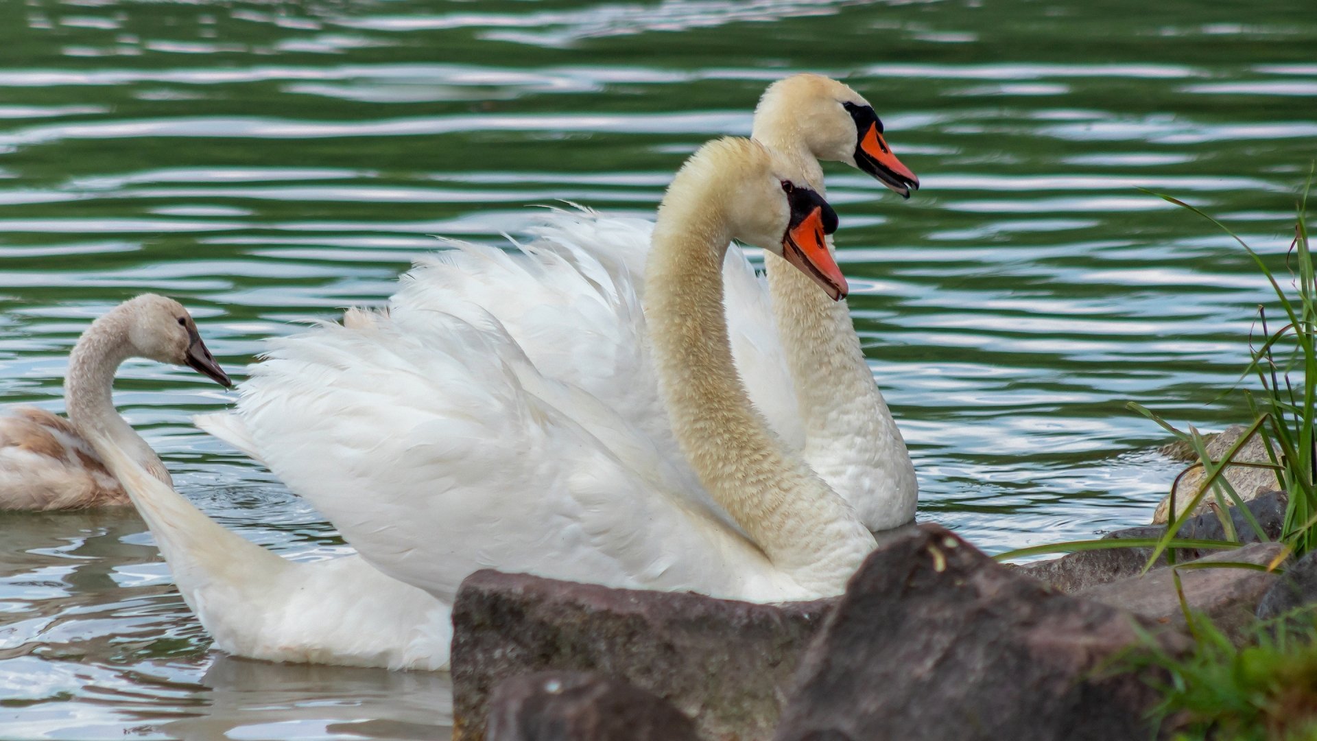 Download Animal Mute Swan HD Wallpaper