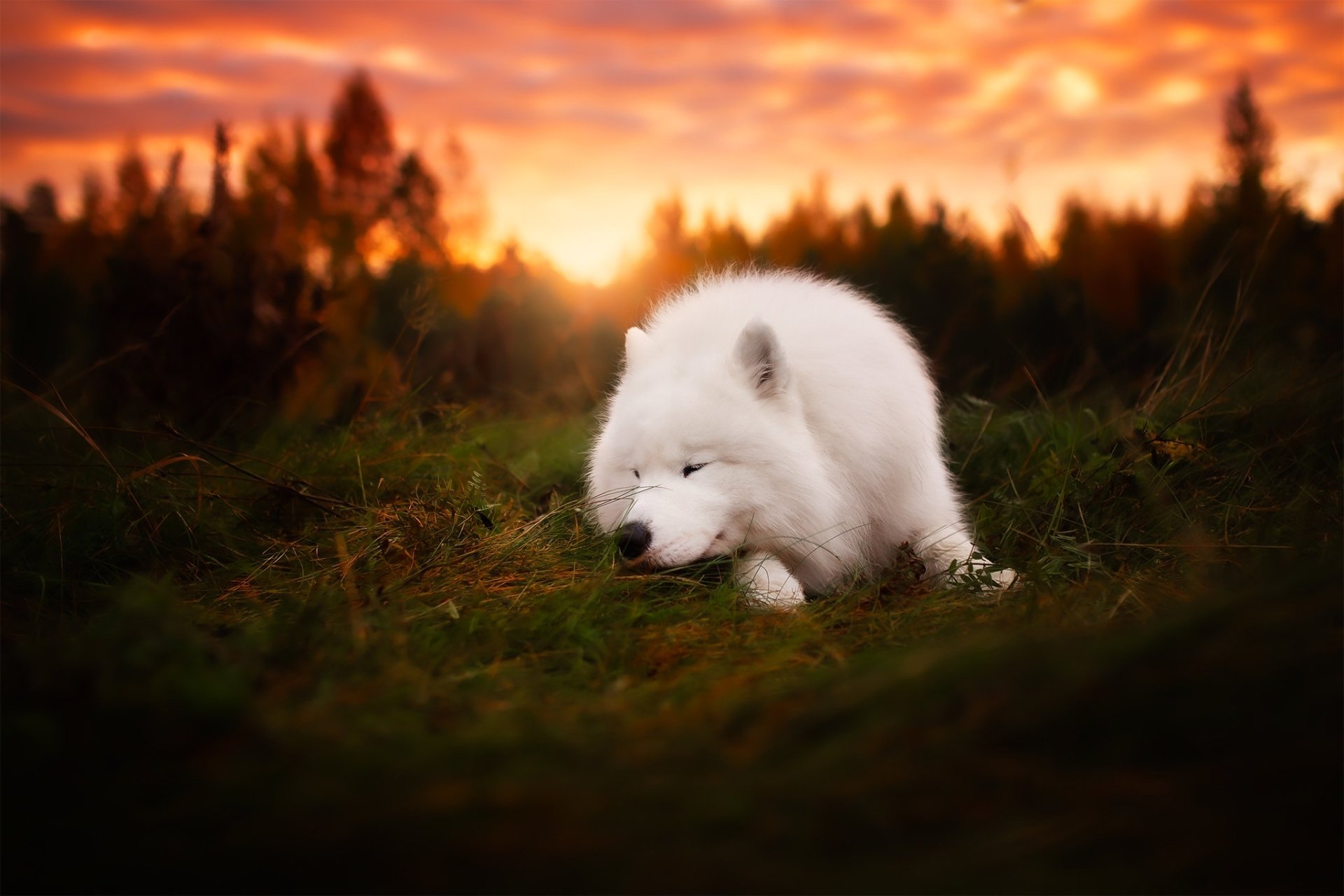 Download Sleeping Dog Sunset Animal Samoyed HD Wallpaper
