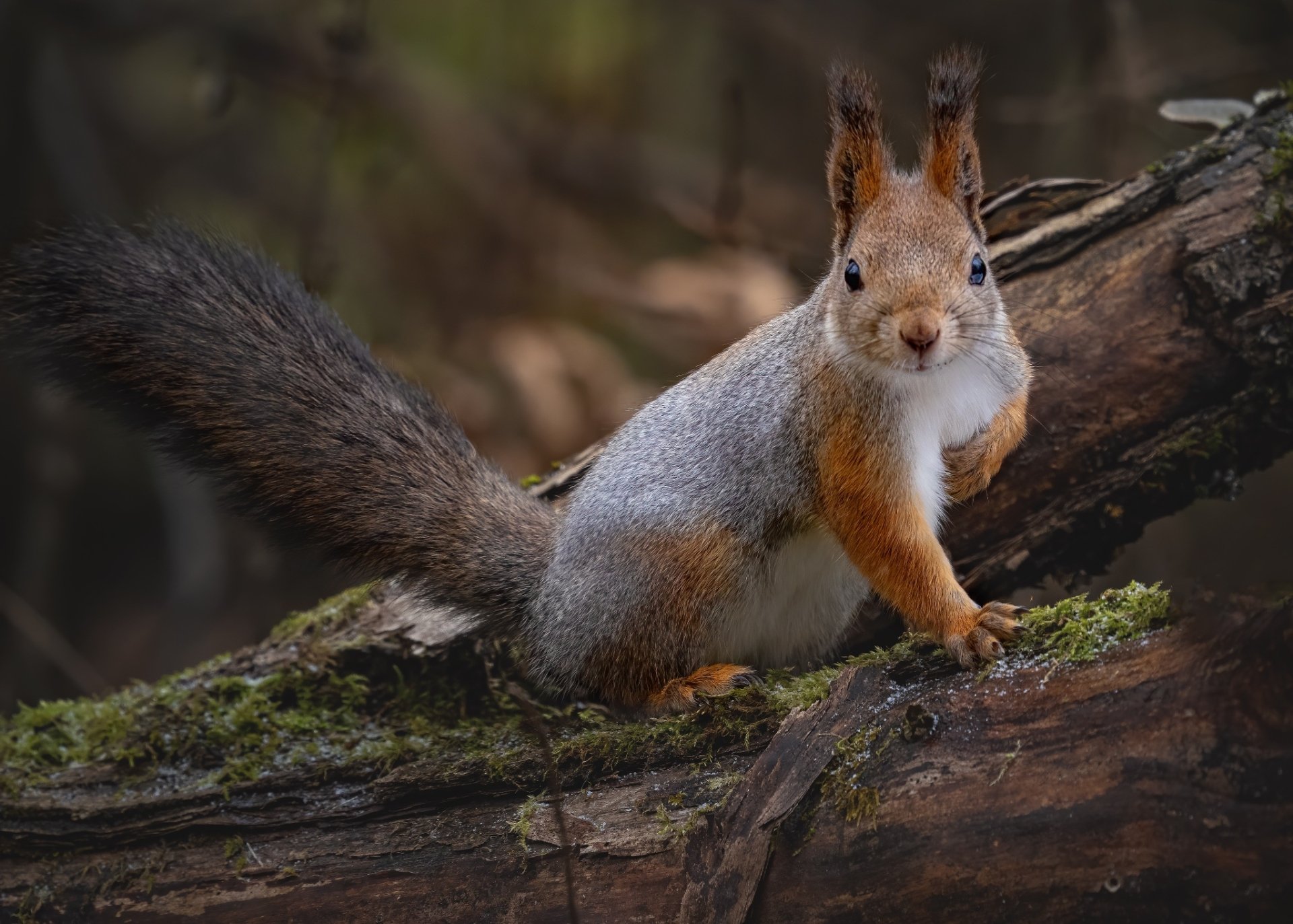Download Rodent Animal Squirrel HD Wallpaper