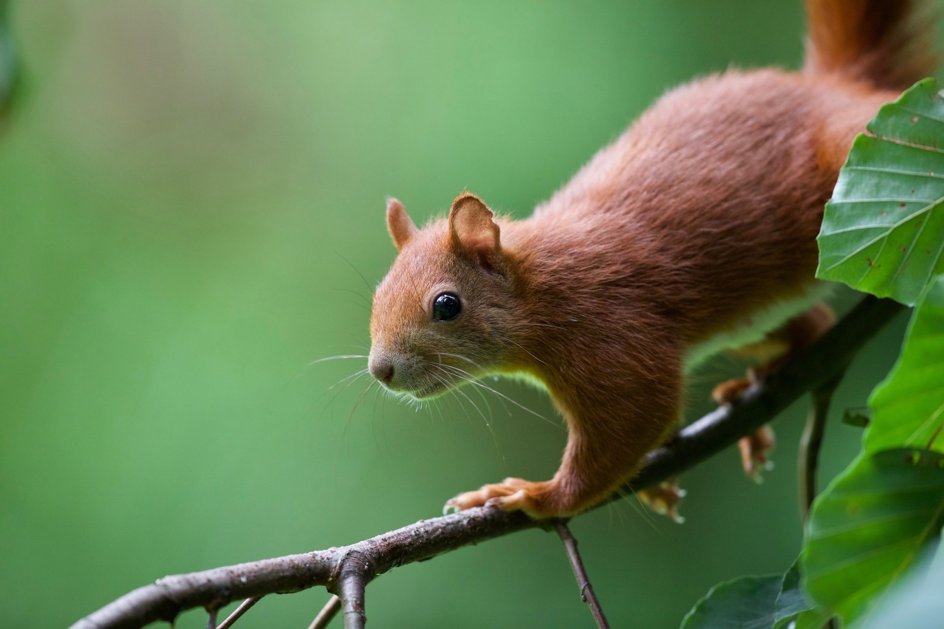 4K Ultra HD Red Squirrel — Vibrant Forest Rodent Wallpaper