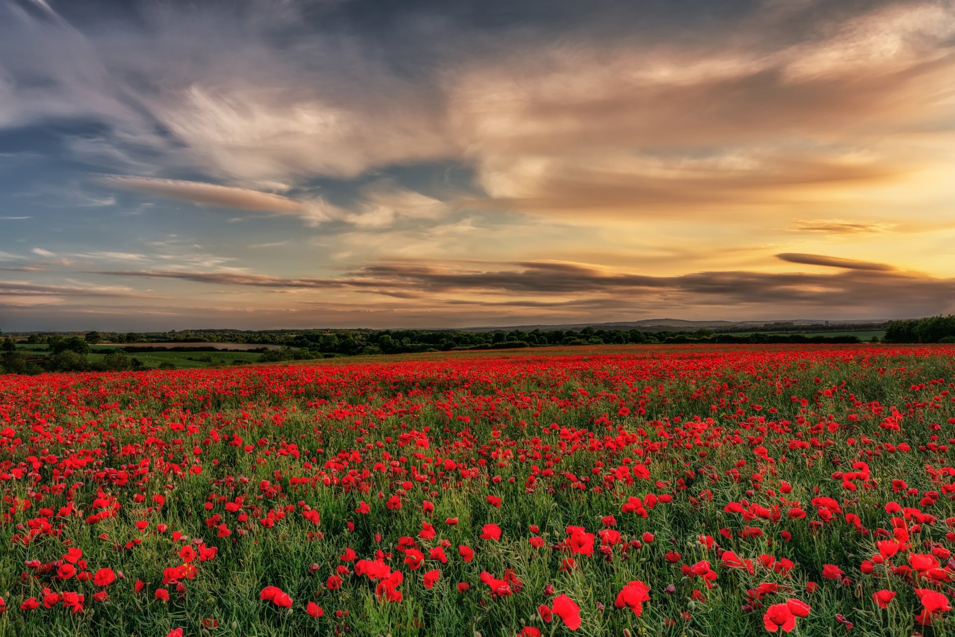 Download Red Flower Summer Nature Field Poppy HD Wallpaper | 3385x2260 ...