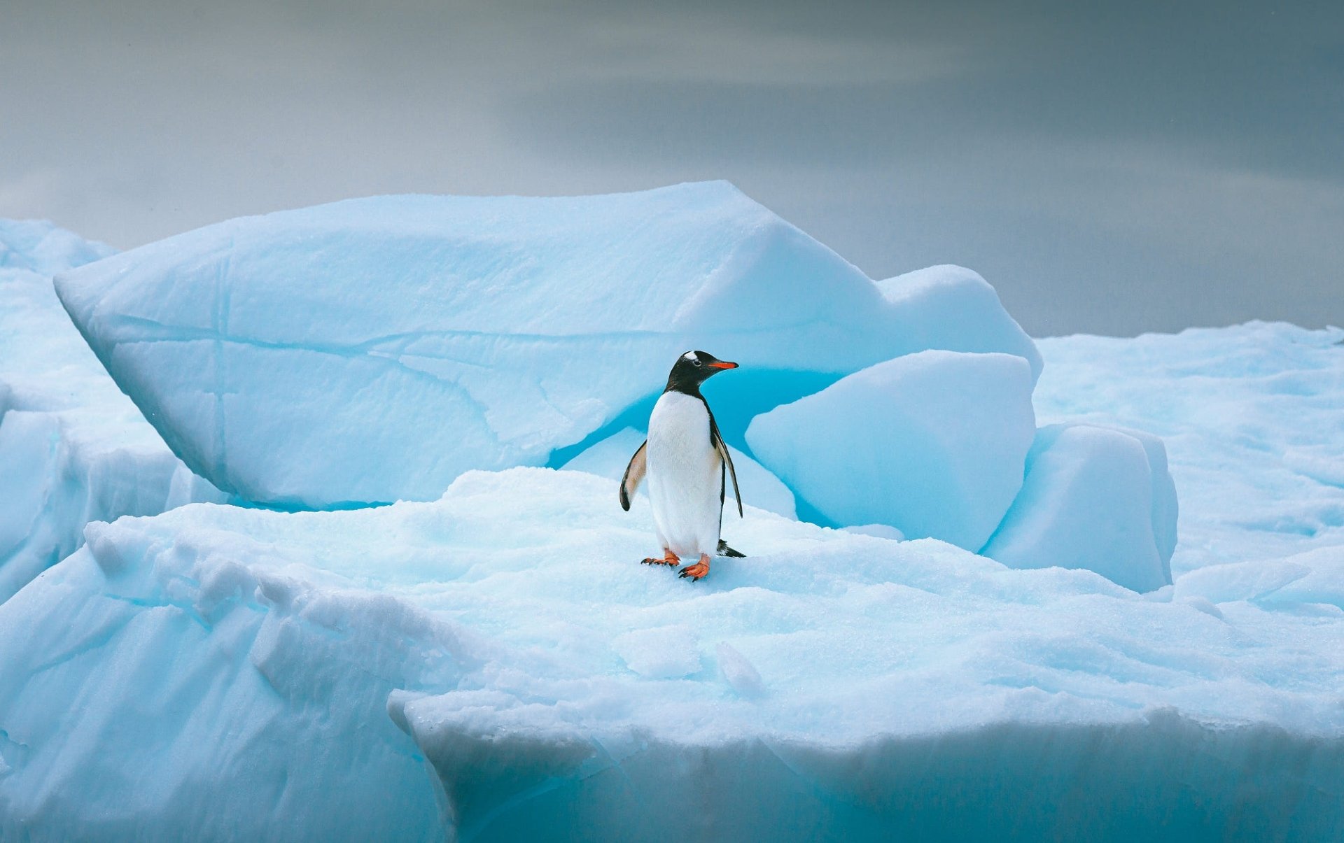 Majestic Penguin in HD: Stunning Arctic Animal Wallpaper