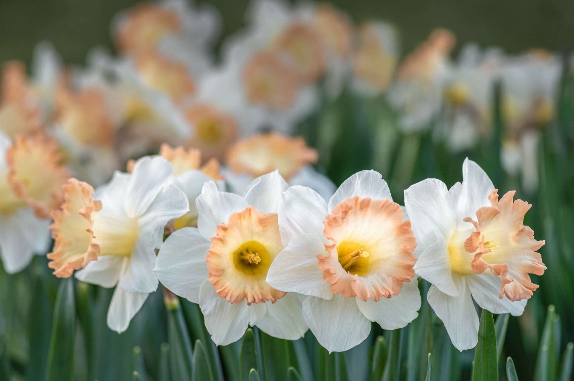 Sun-Kissed Daffodils — HD Nature Wallpaper | 2048x1360 | Wallpaper Abyss