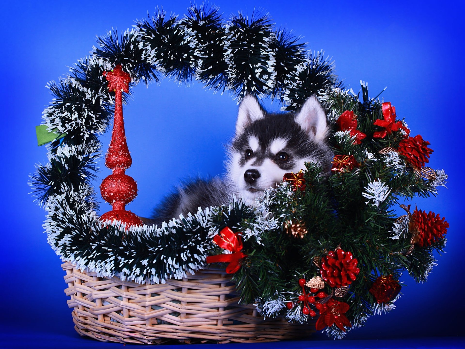 Download Pine Cone Basket Puppy Christmas Baby Animal Dog Animal Husky ...