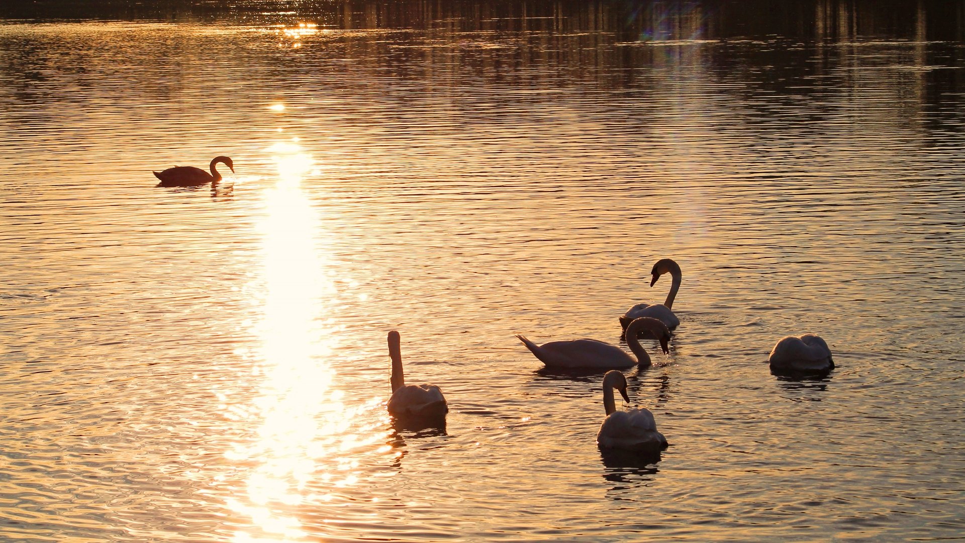 Download Swan Bird Sunset Animal Mute Swan 4k Ultra HD Wallpaper
