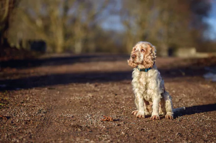 Cocker Spaniel - Desktop Wallpapers, Phone Wallpaper, PFP, Gifs, and More!