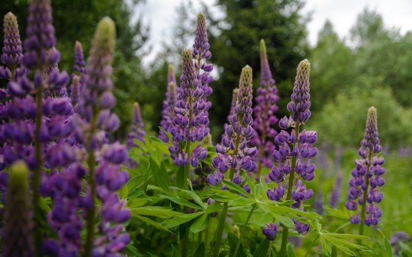 [20+] Lupine 4k Wallpapers