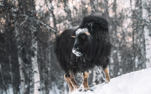 [40+] Snow 8k Wallpapers