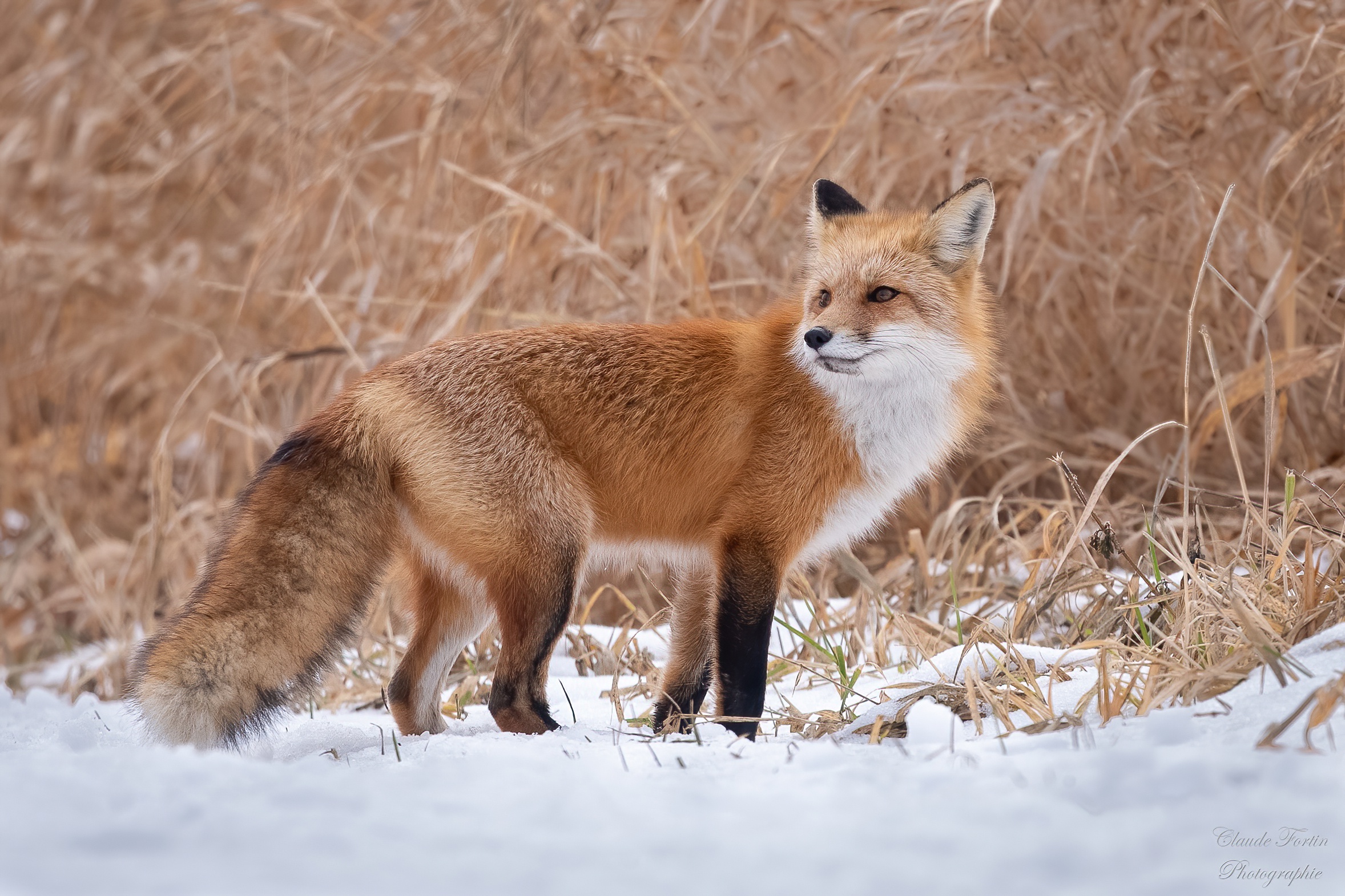 Download Animal Fox HD Wallpaper
