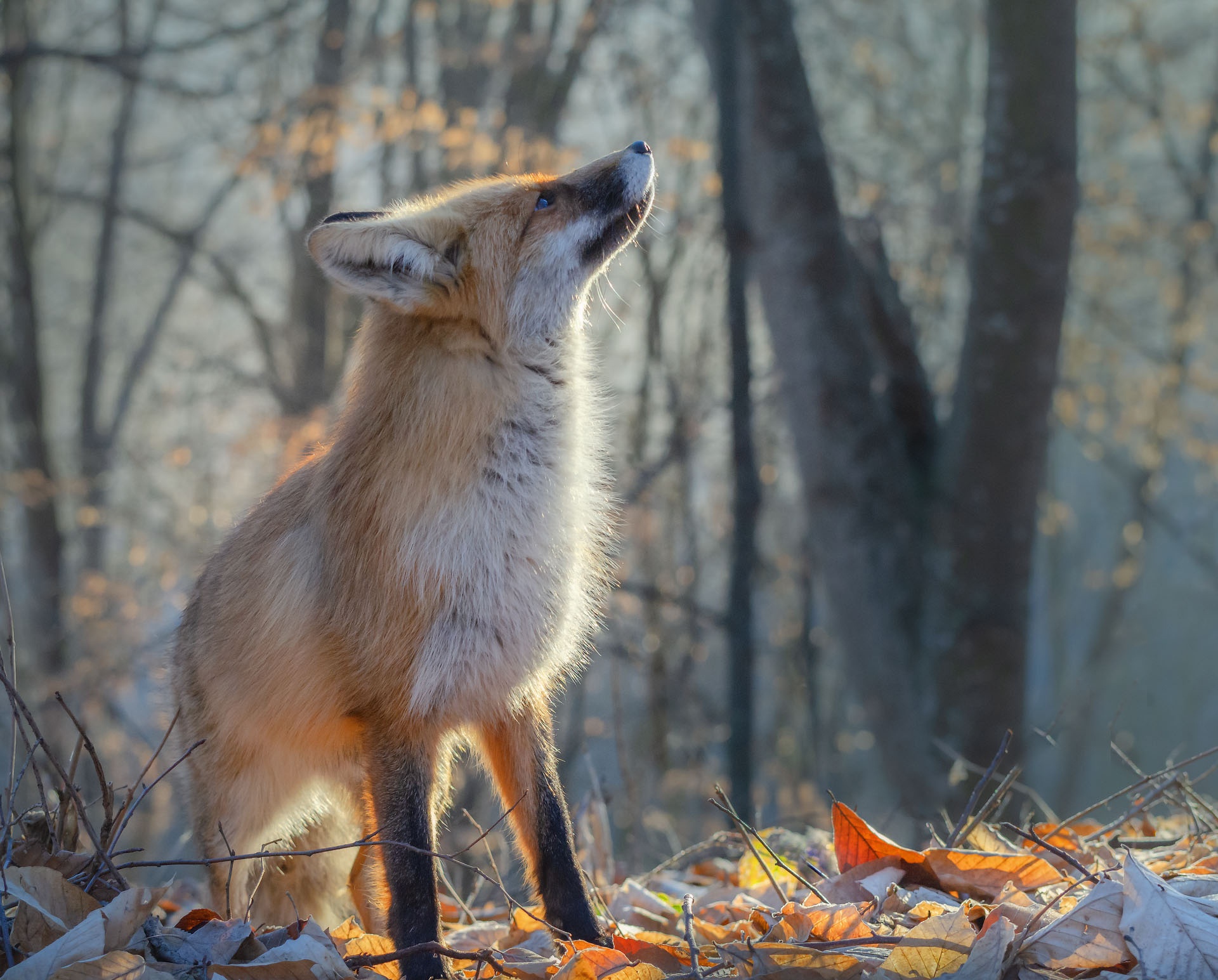 Download Animal Fox HD Wallpaper
