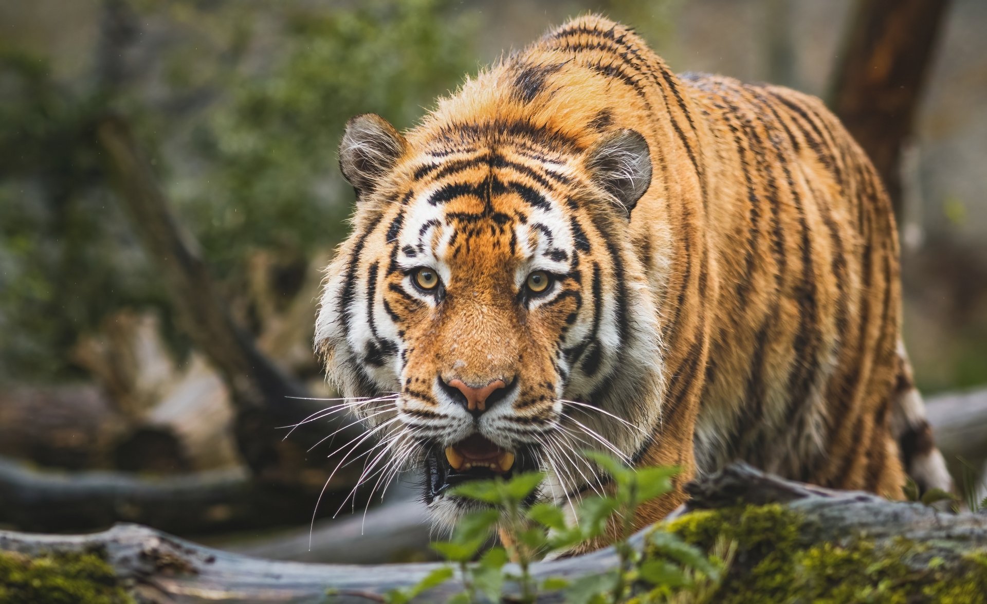 Download Animal Tiger 4k Ultra HD Wallpaper