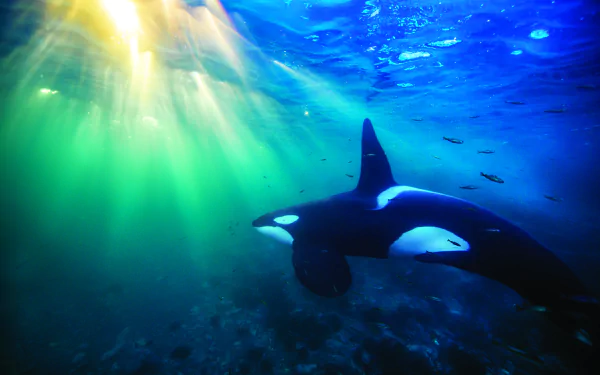 Stunning Orca HD Wallpaper: Nature's Majestic Creature