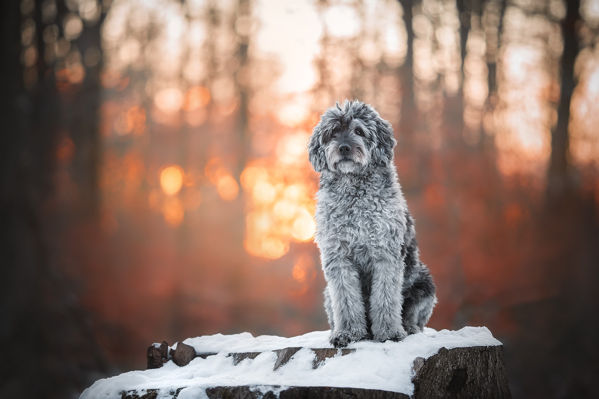 Download Depth Of Field Animal Dog HD Wallpaper