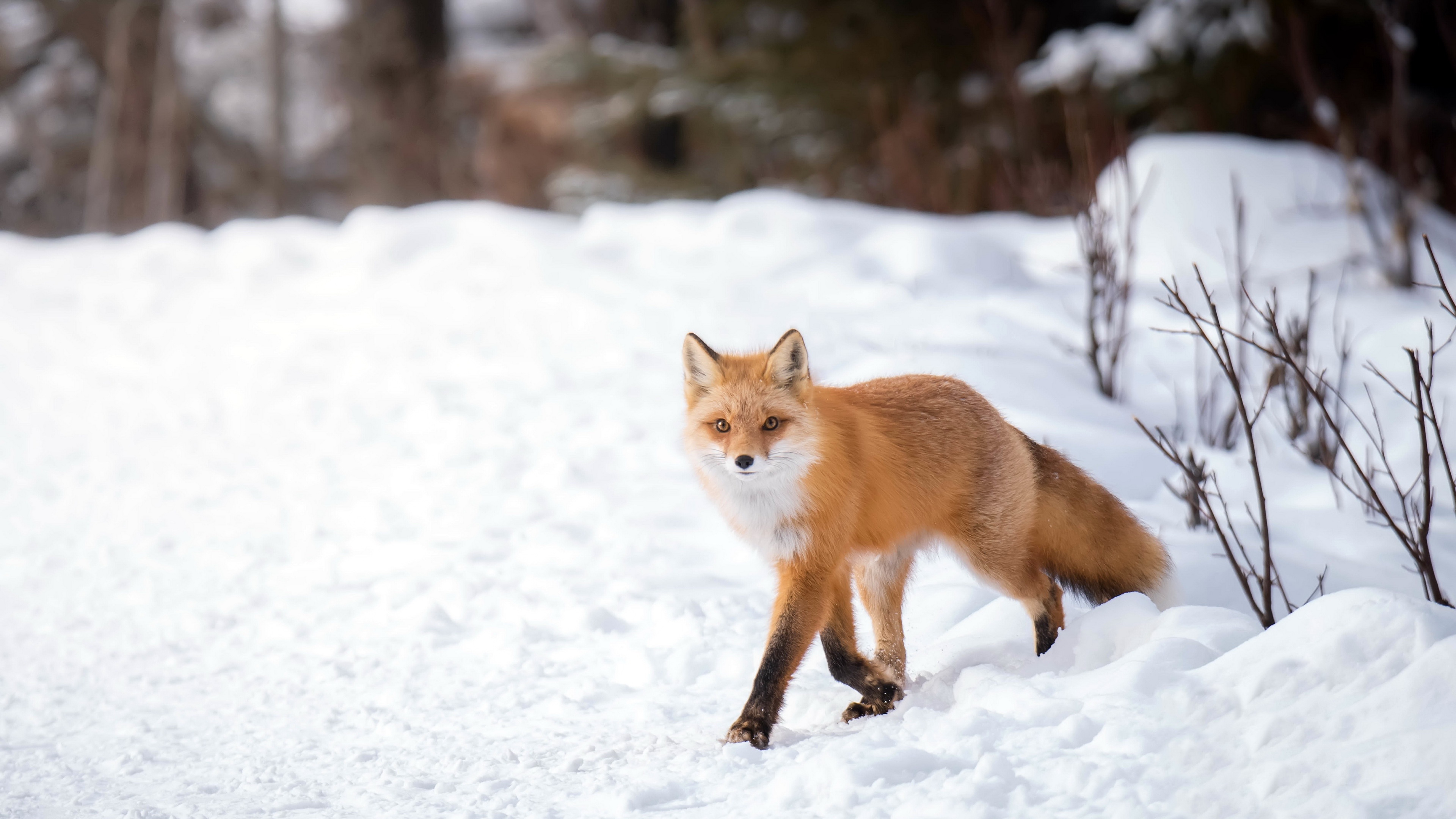 Download Snow Winter Animal Fox 4k Ultra HD Wallpaper