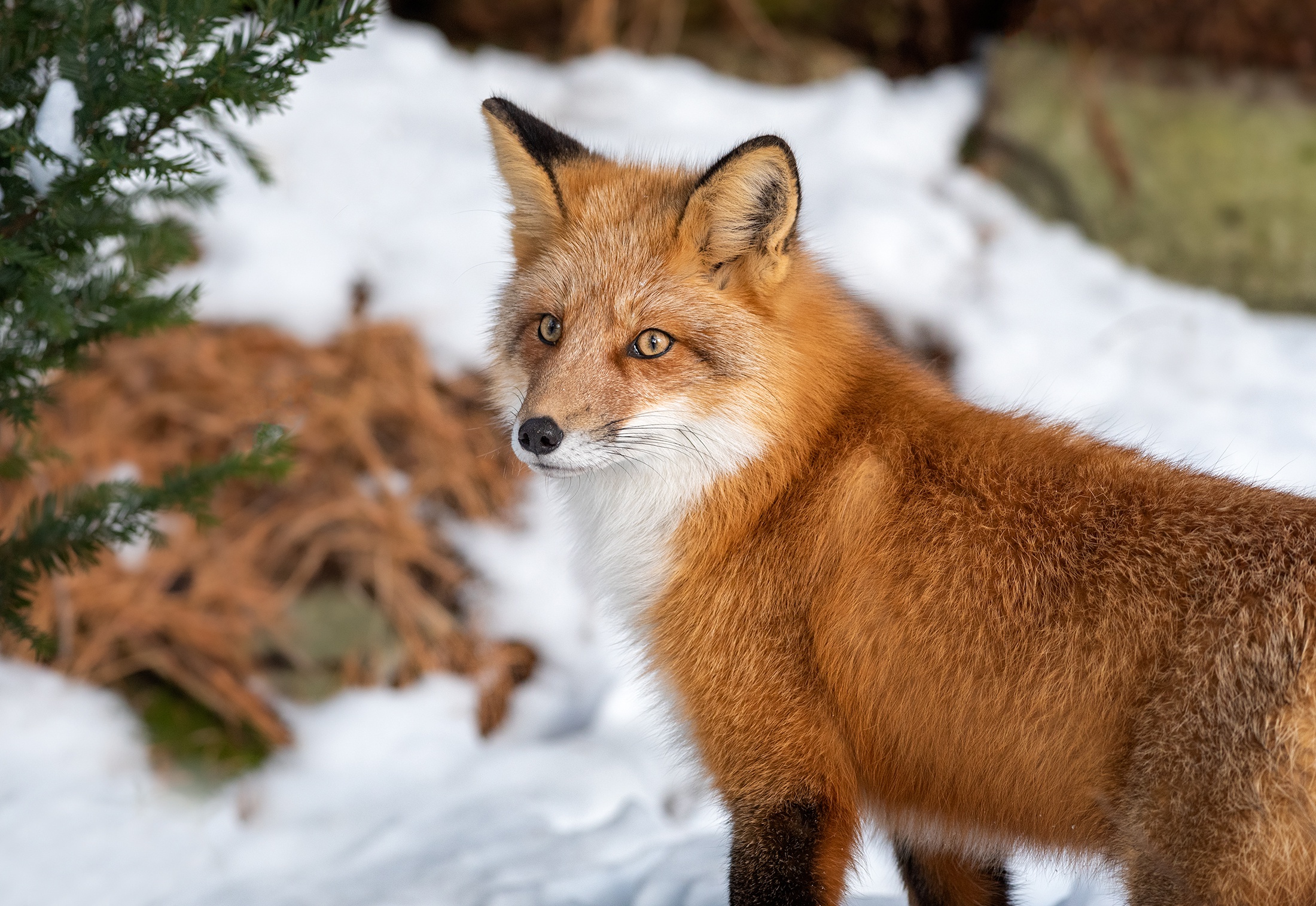Download Animal Fox HD Wallpaper