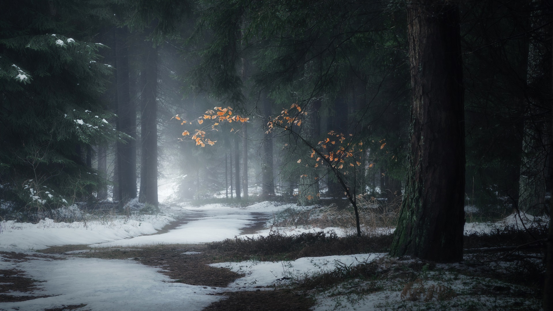 Download Snow Forest Nature Path HD Wallpaper by Anna Politova