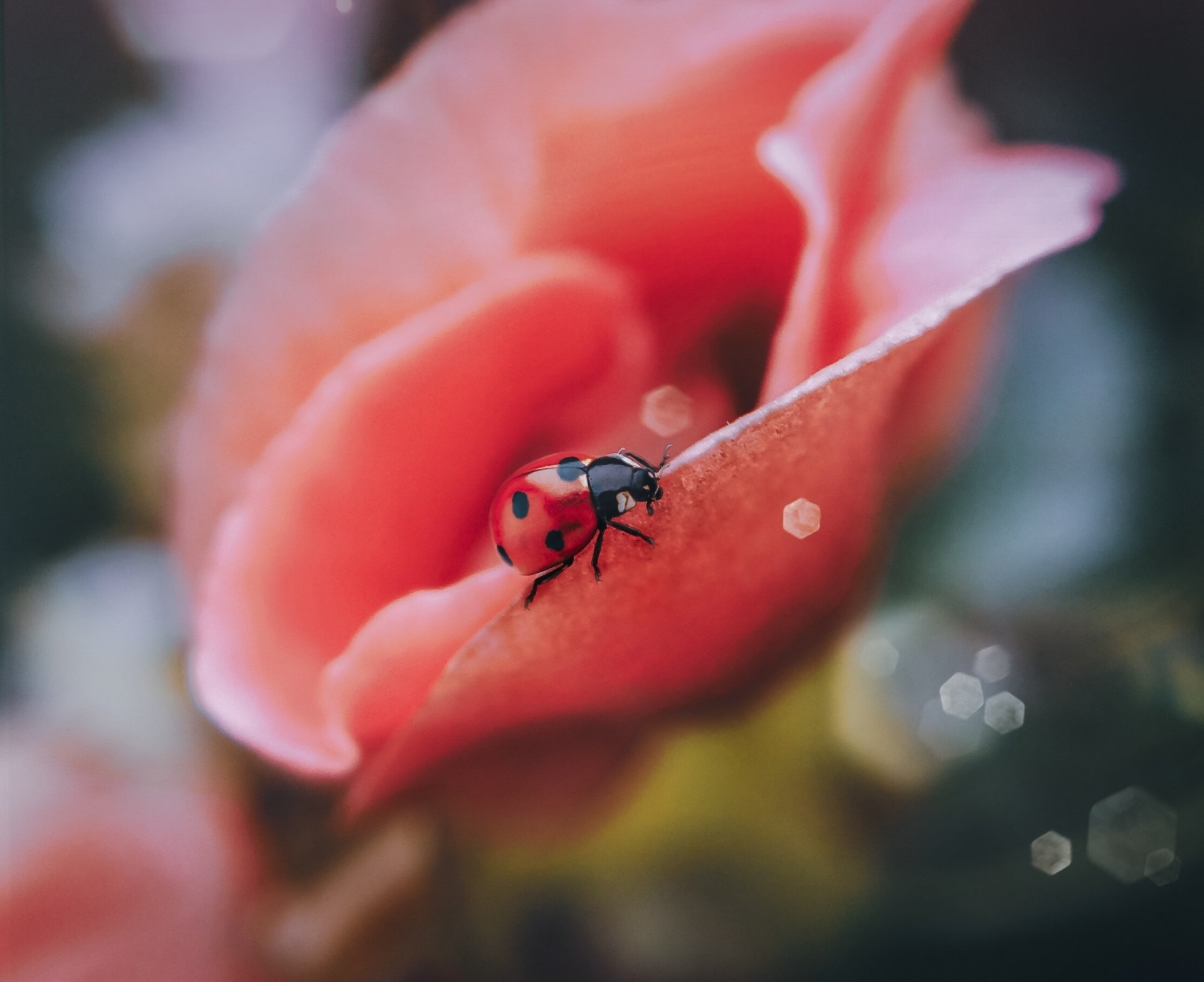 Download Insect Macro Flower Animal Ladybug HD Wallpaper