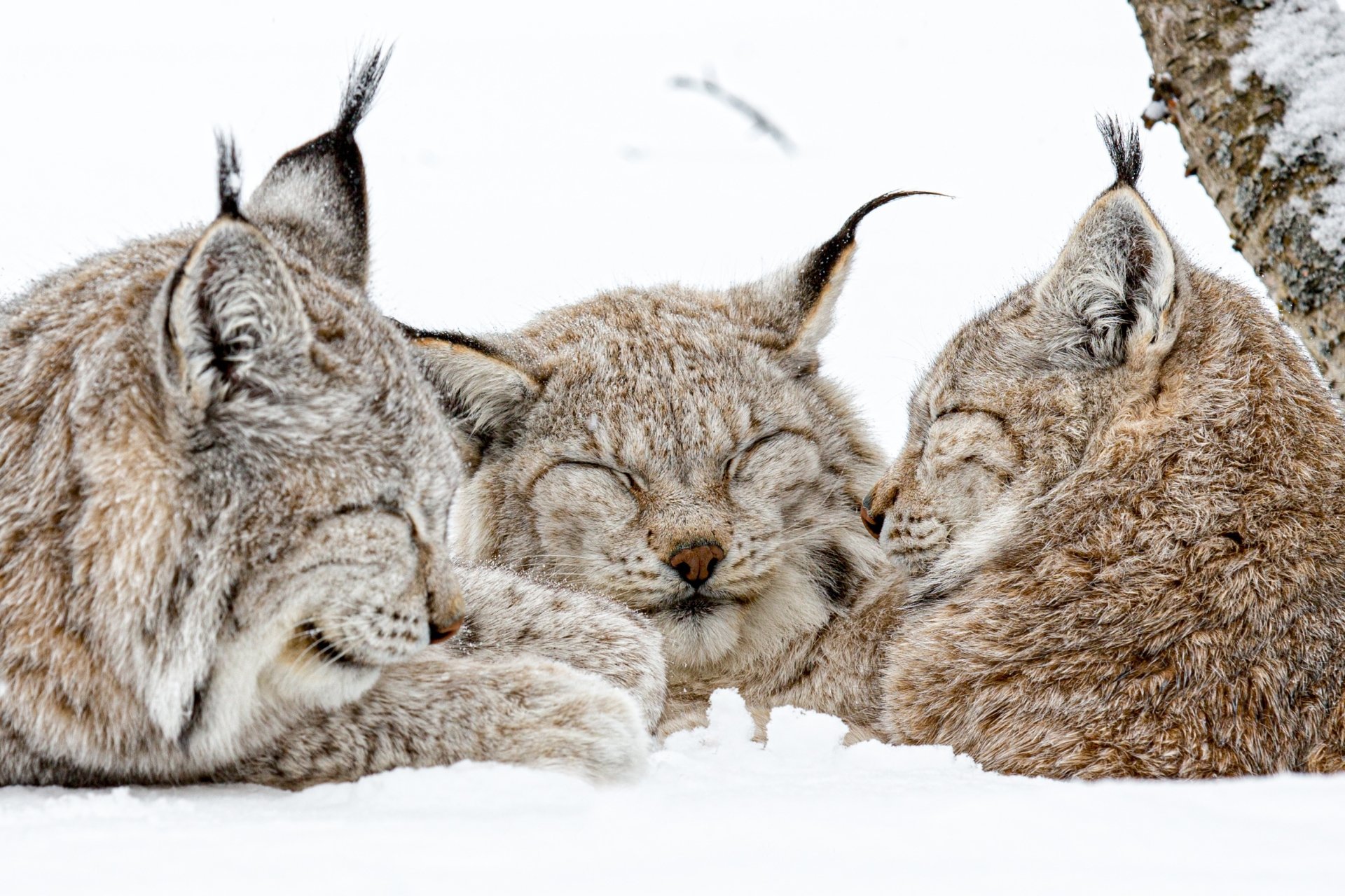 Majestic Lynx Trio: HD Wildlife Wallpaper | 2782x1855 | Wallpaper Abyss