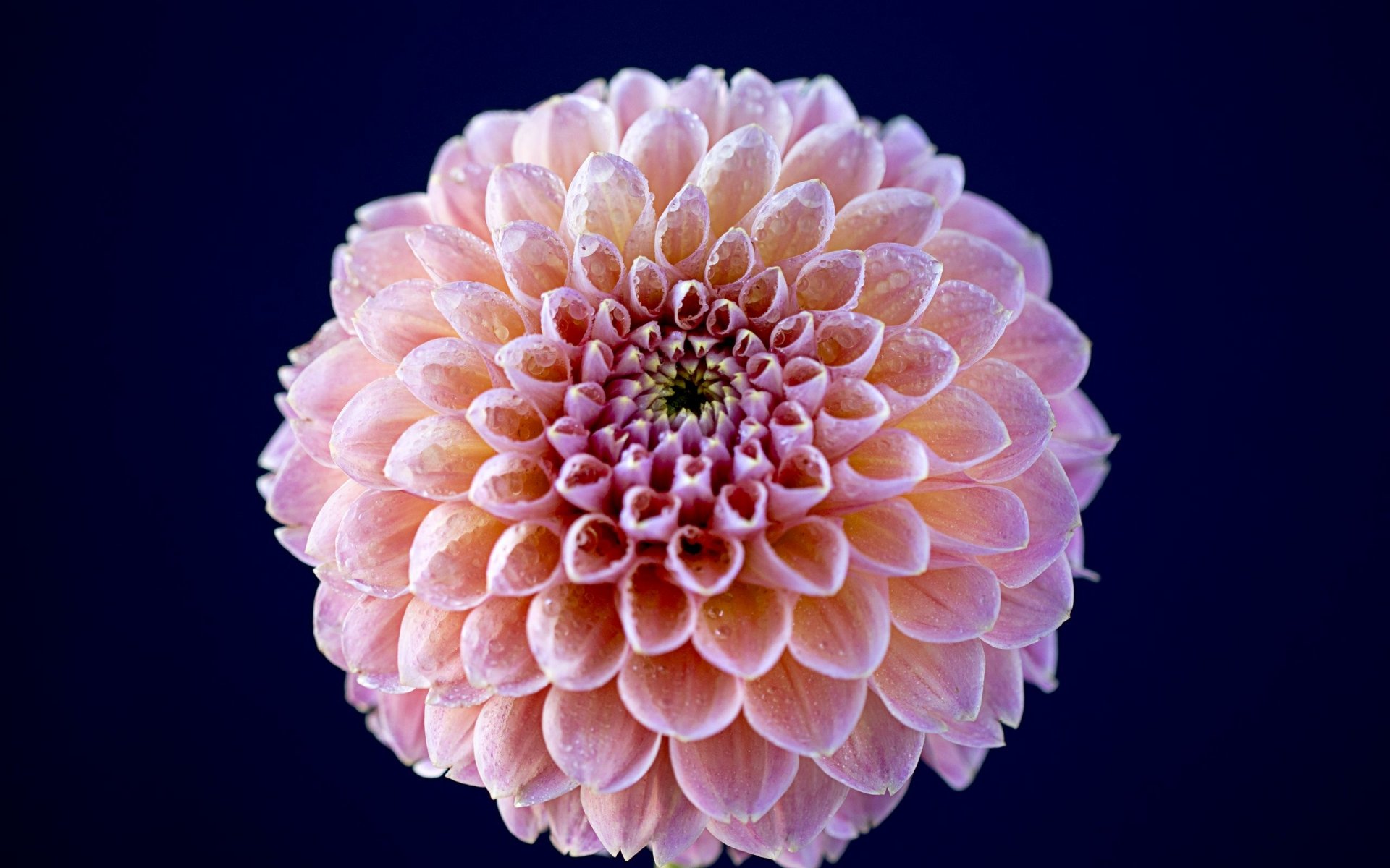 Dahlia HD Wallpaper