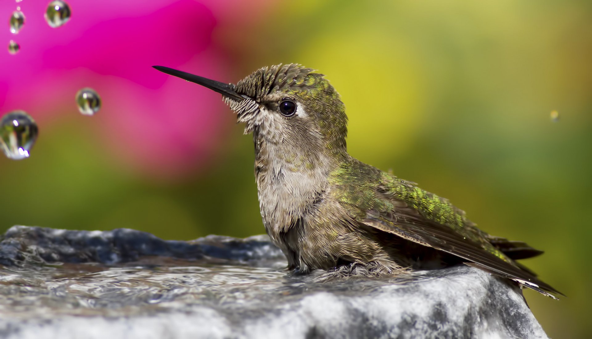 Download Animal Hummingbird HD Wallpaper