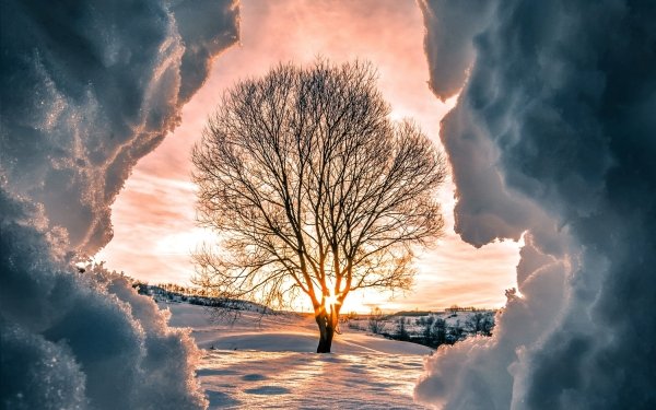 Icy Trees 4k Ultra HD Wallpaper | Background Image | 3840x2880