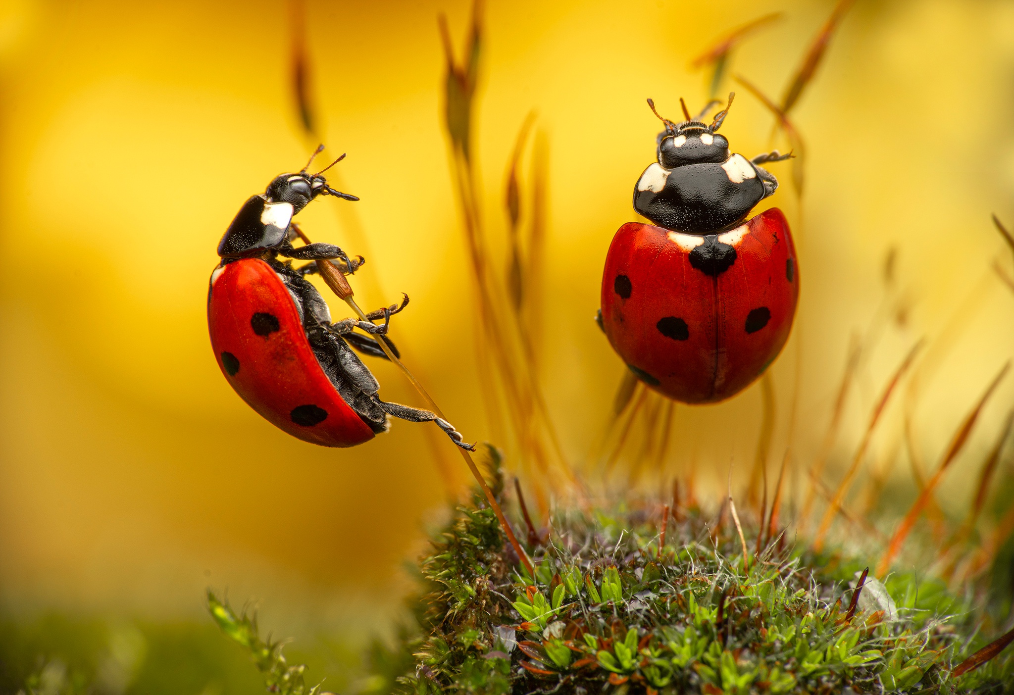 Download Insect Macro Animal Ladybug HD Wallpaper