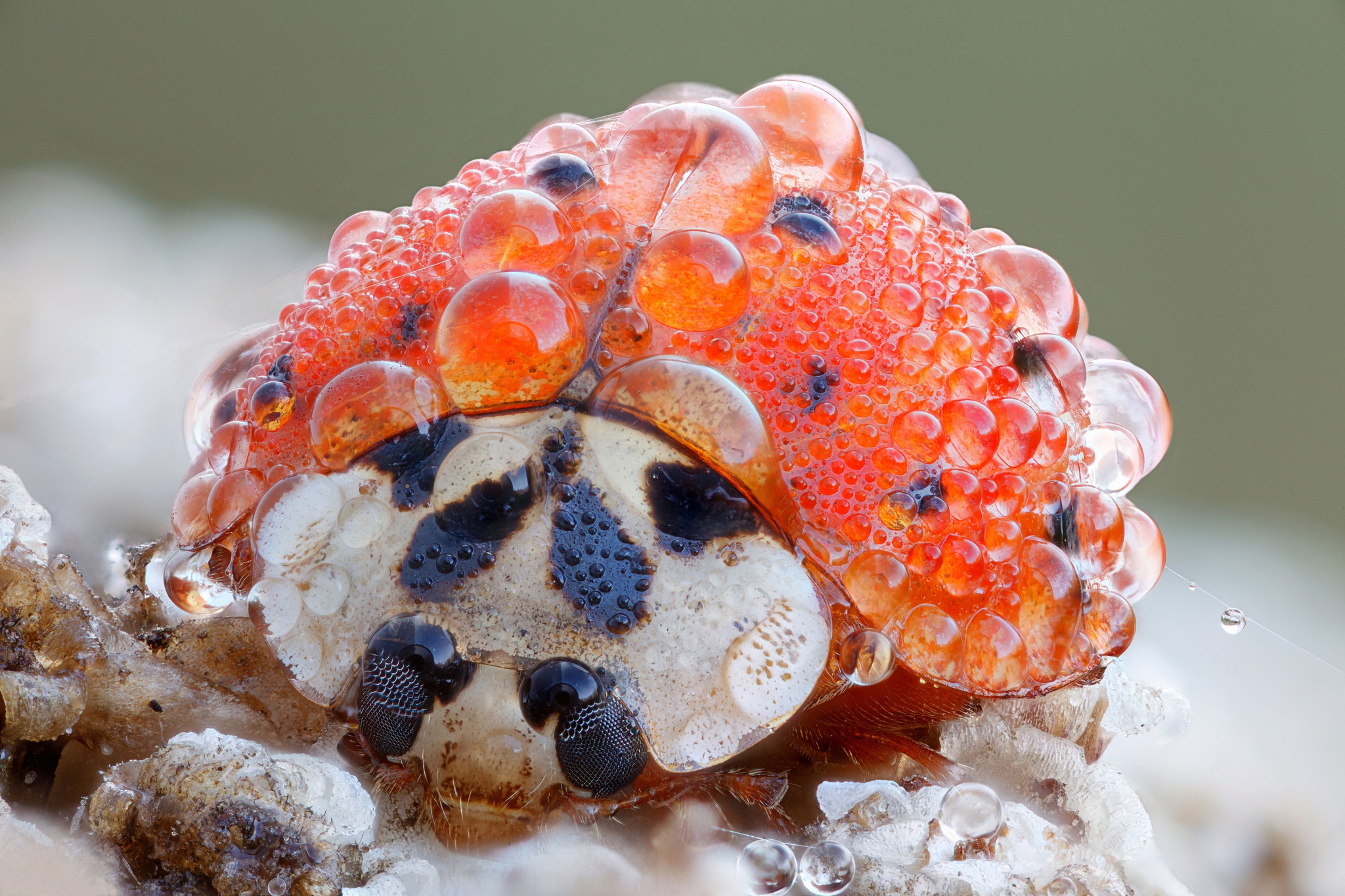 Download Insect Macro Water Drop Animal Ladybug HD Wallpaper