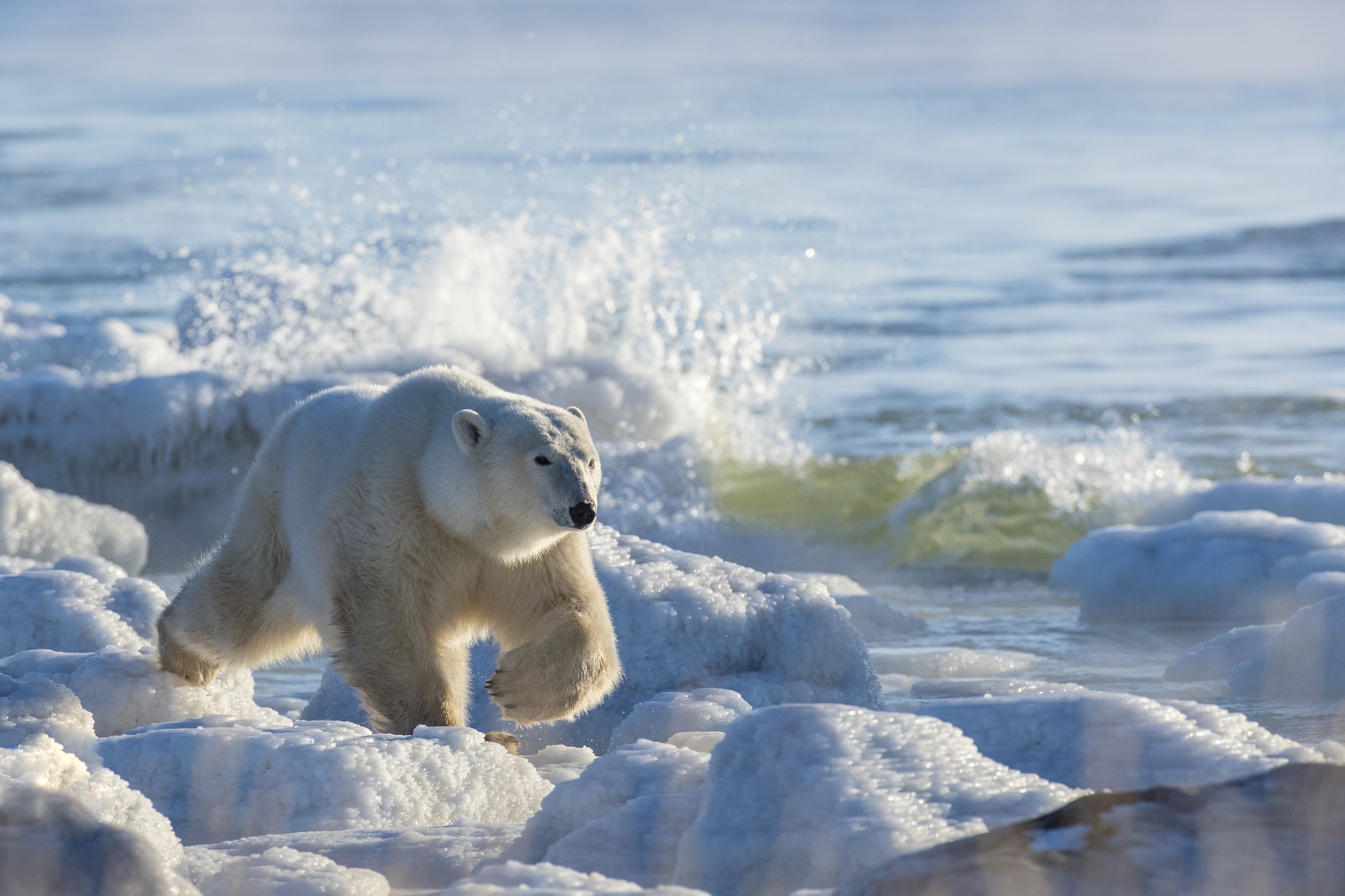 Download Animal Polar Bear HD Wallpaper