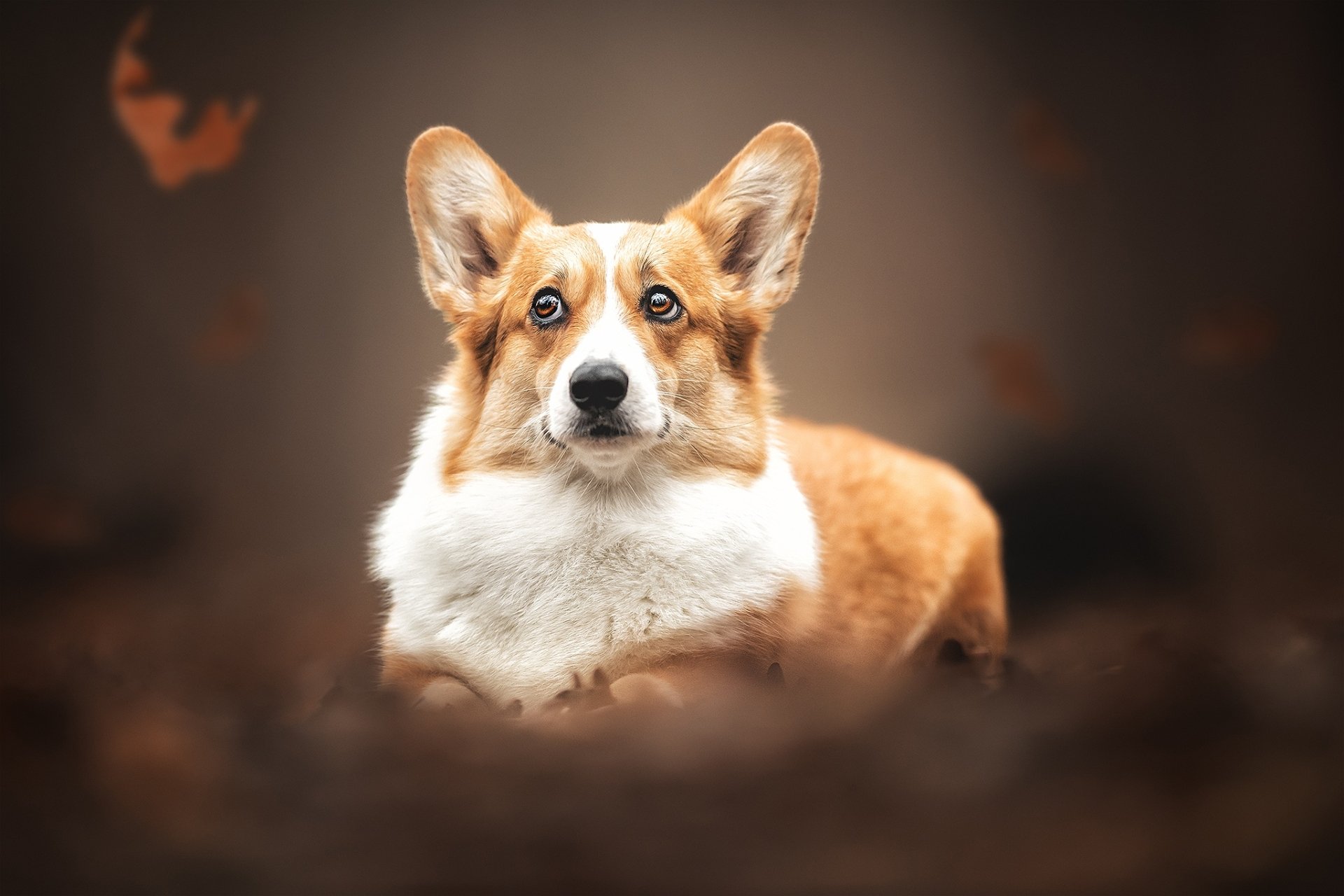 Download Dog Animal Corgi HD Wallpaper