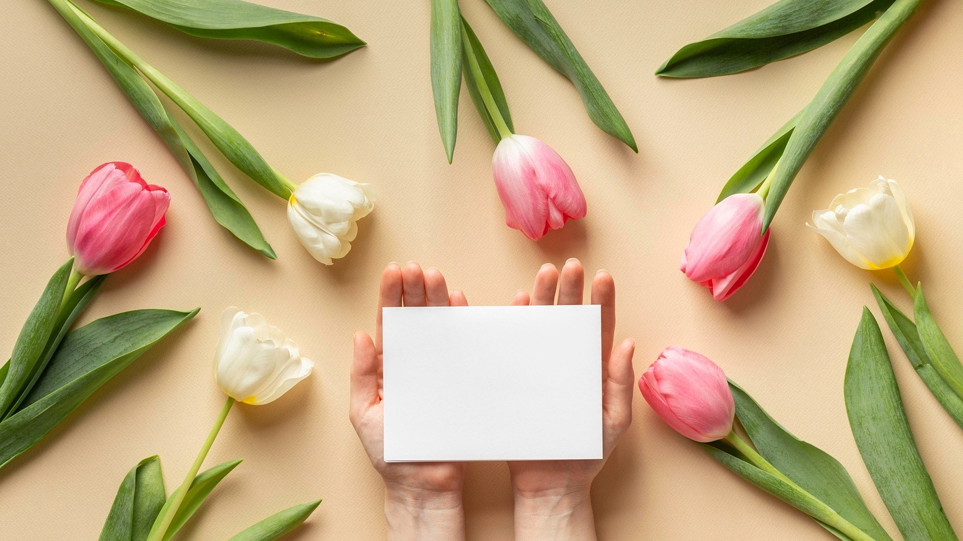 Download Tulip Man Made Flower HD Wallpaper