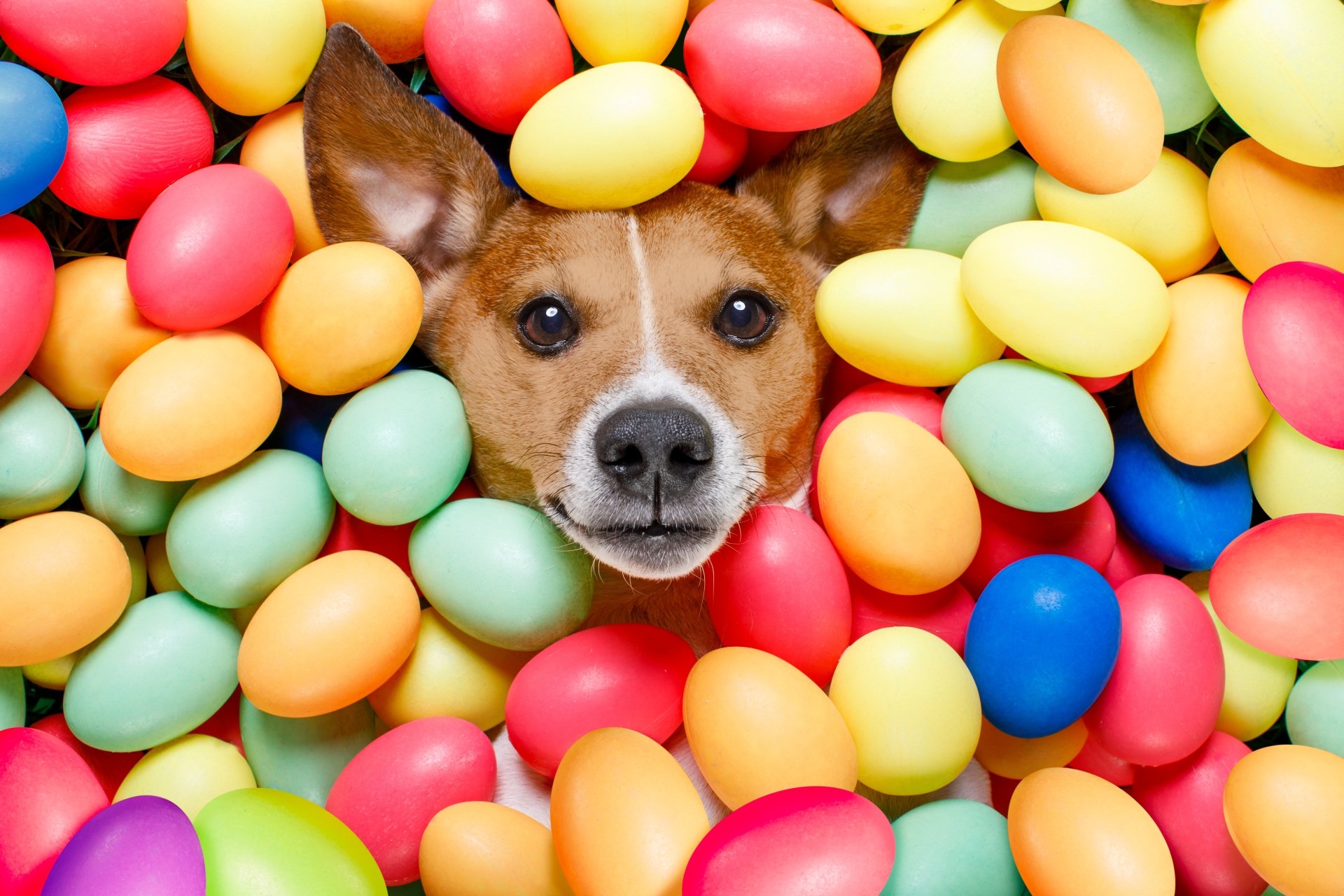 Download Easter Egg Animal Dog 4k Ultra HD Wallpaper