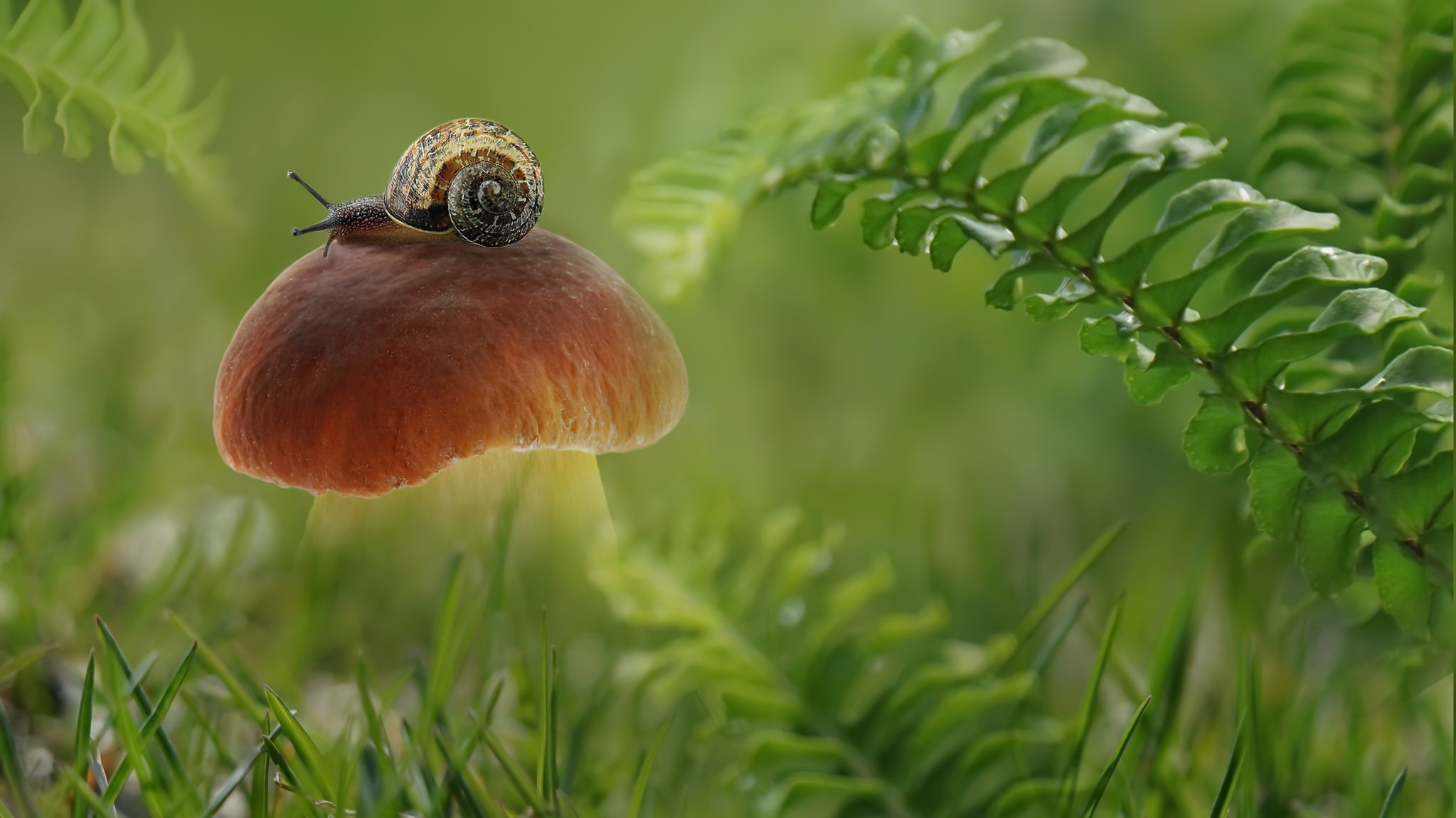 Download Mushroom Animal Snail HD Wallpaper