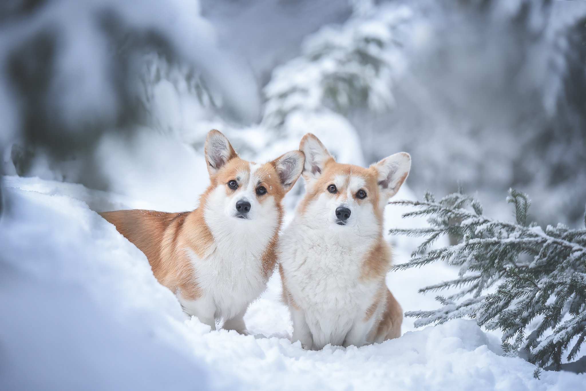 Download Snow Dog Animal Corgi HD Wallpaper