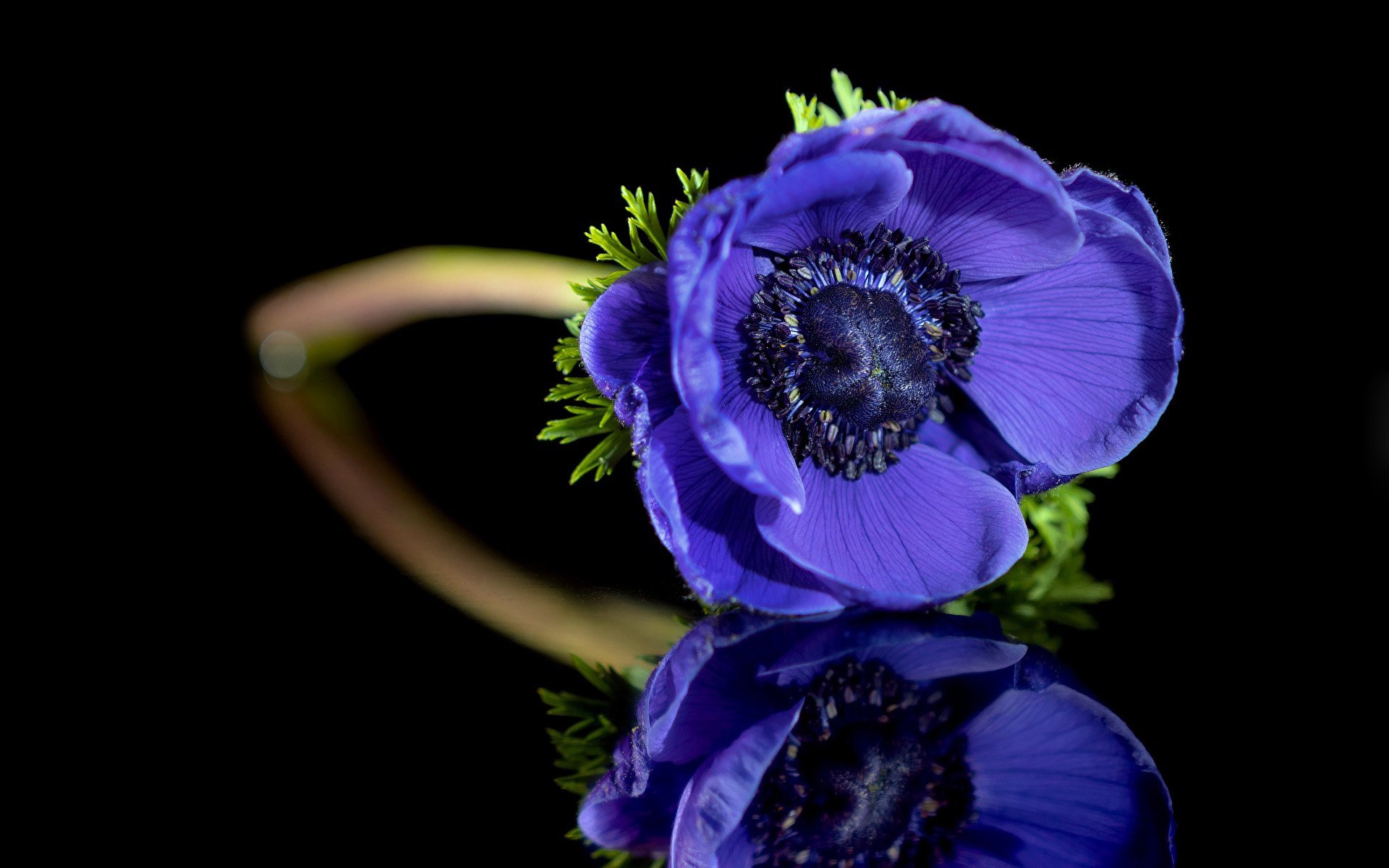 Download Blue Flower Reflection Flower Nature Anemone HD Wallpaper ...
