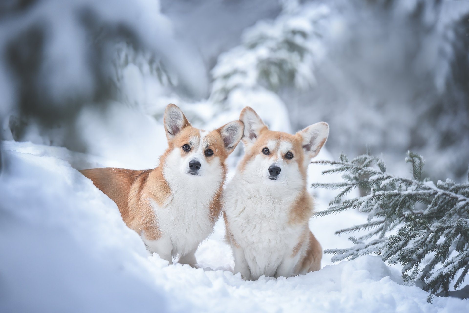 Download Snow Dog Animal Corgi HD Wallpaper