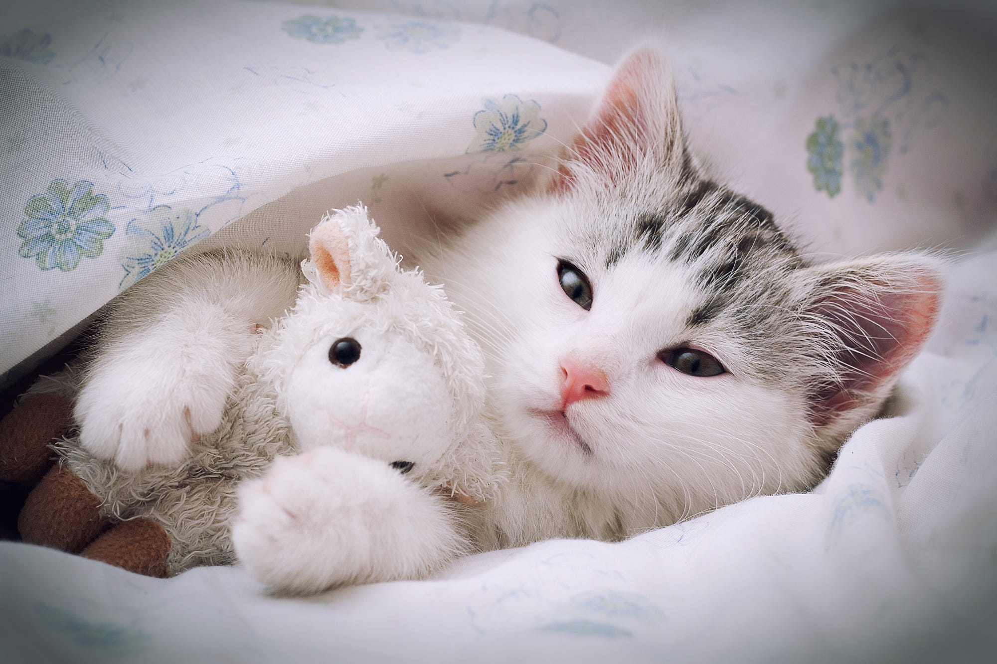 Adorable Cat Cuddle: HD Cute Animal Wallpaper Bliss
