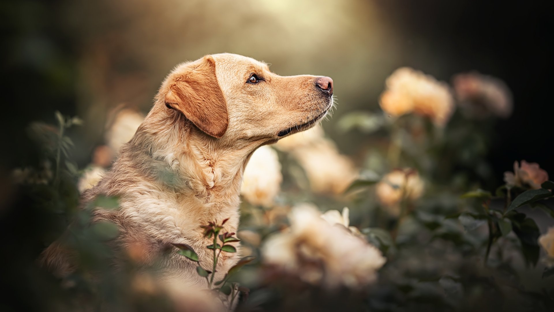 Download Dog Animal Labrador Retriever 4k Ultra HD Wallpaper