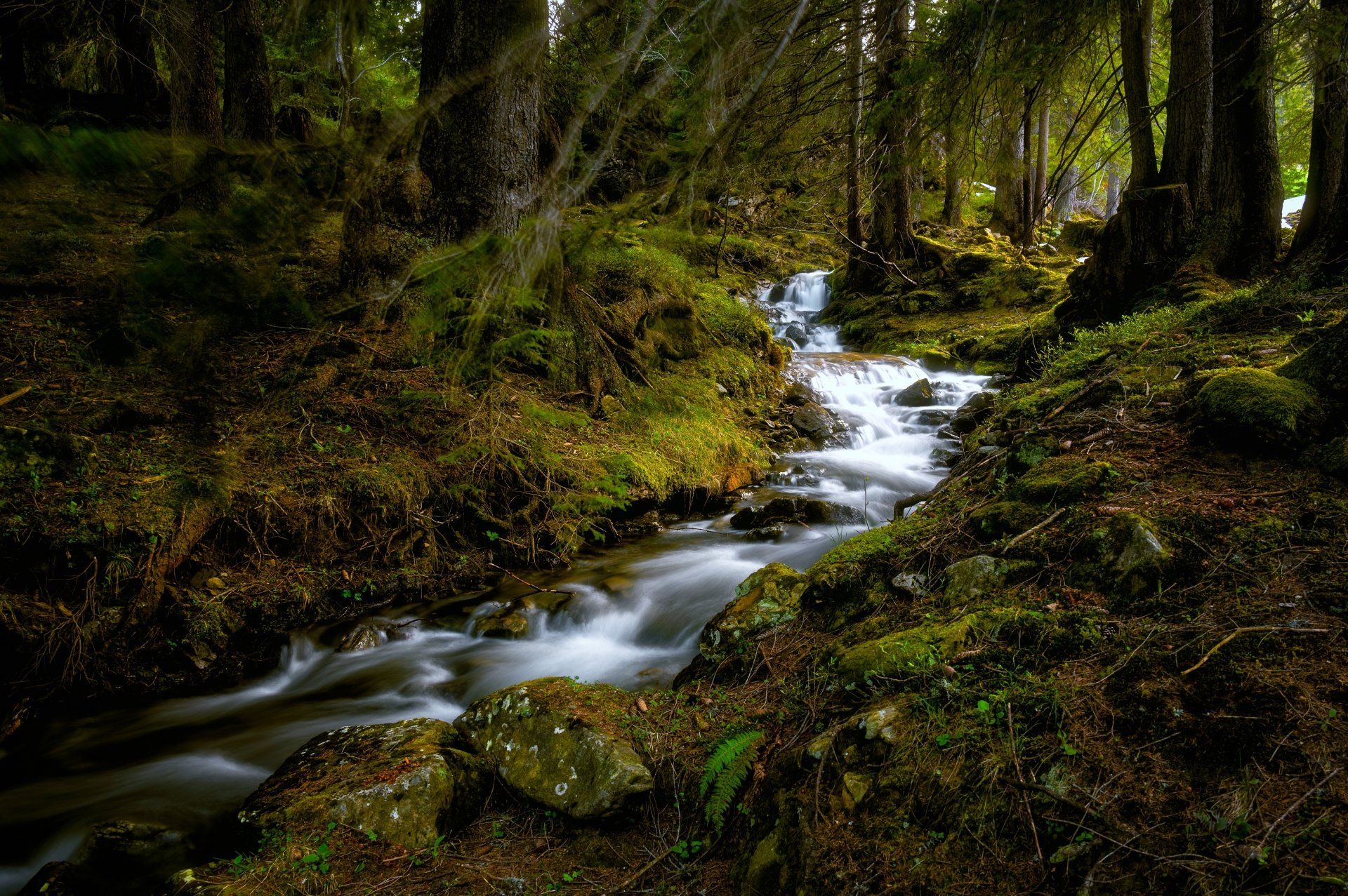 4K Ultra HD Serene Forest Stream | Nature's Tranquil Flow