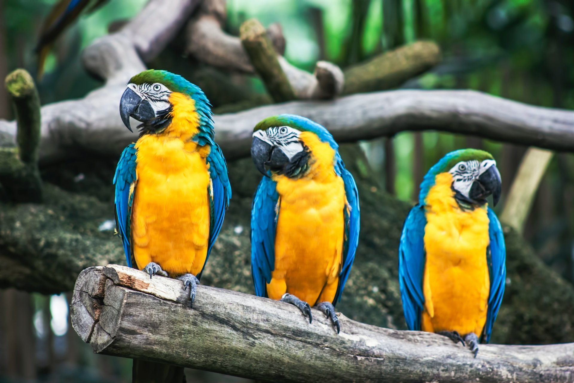 Download Bird Animal Blue-and-yellow Macaw 4k Ultra HD Wallpaper by Sid ...