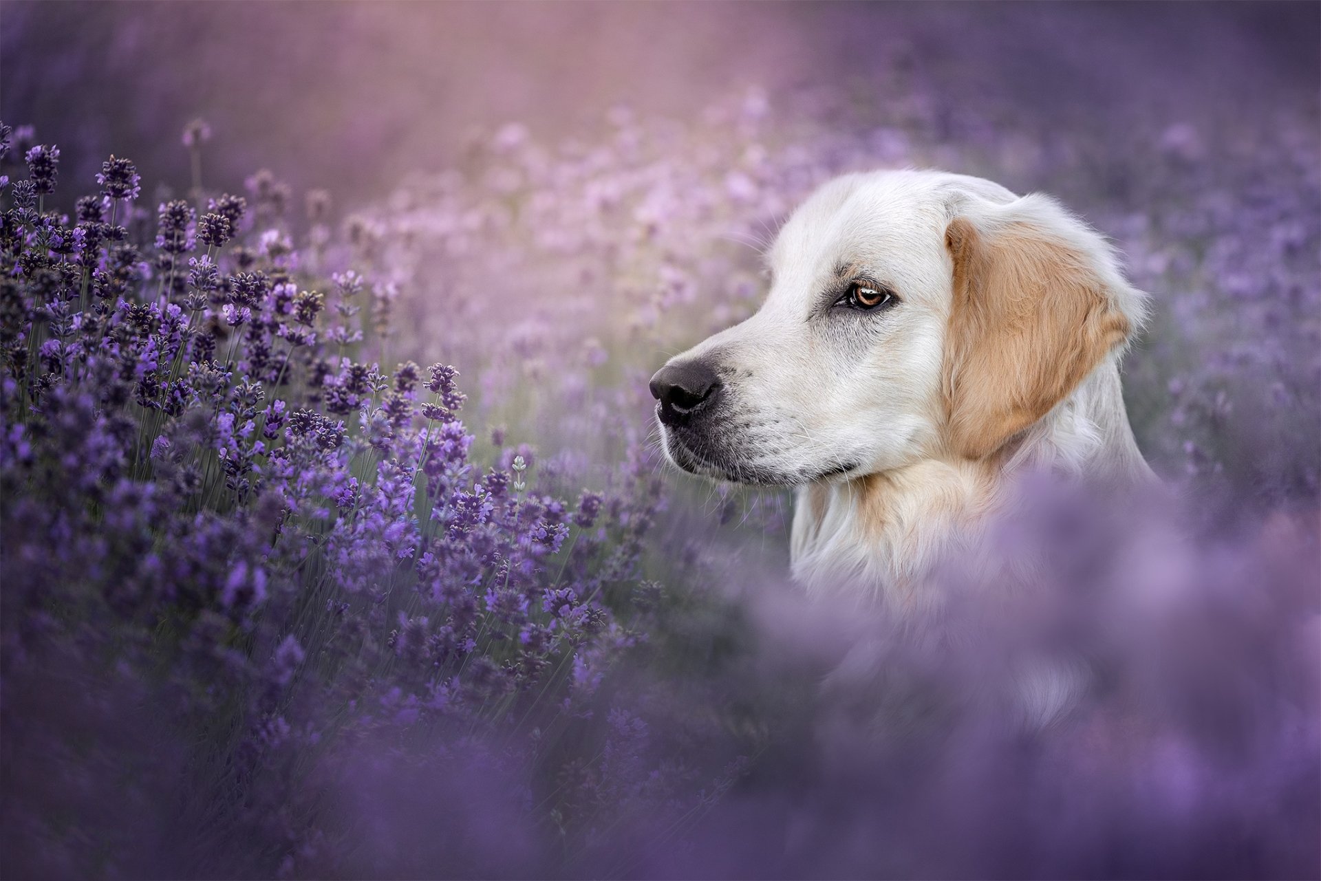 Download Lavender Animal Golden Retriever HD Wallpaper