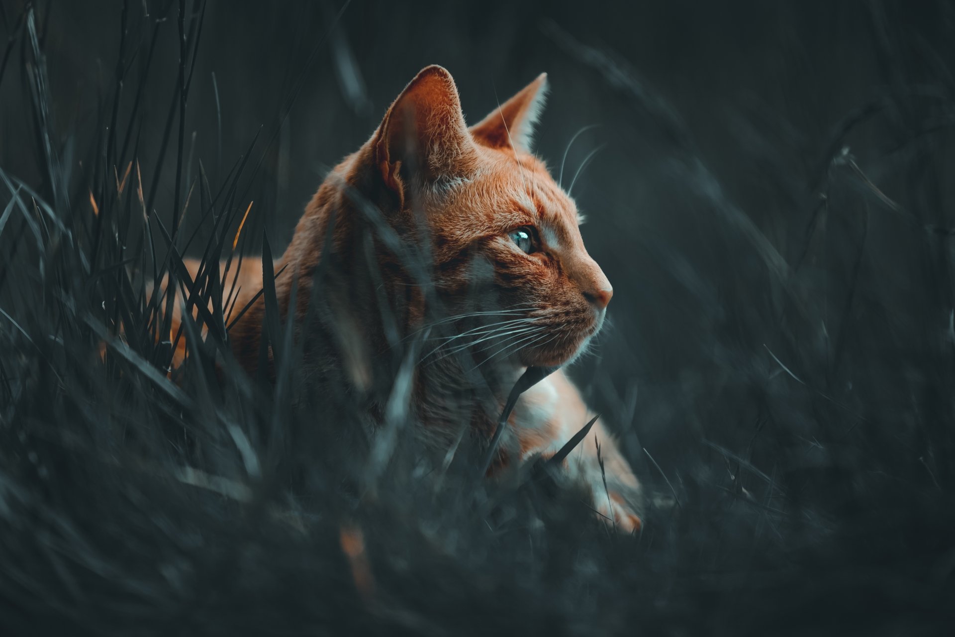 Download Animal Cat 4k Ultra HD Wallpaper | 5472x3648 | Wallpaper Abyss