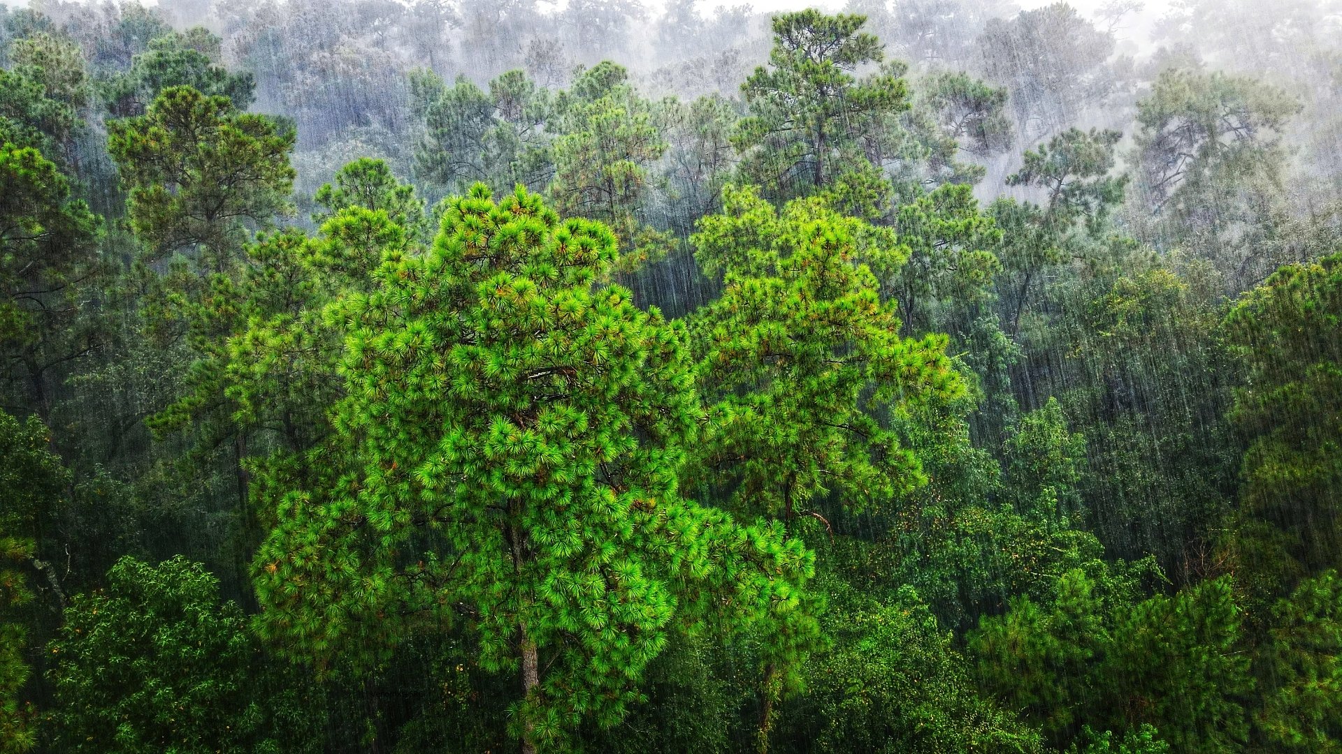 Mystic Forest Rain HD Wallpaper