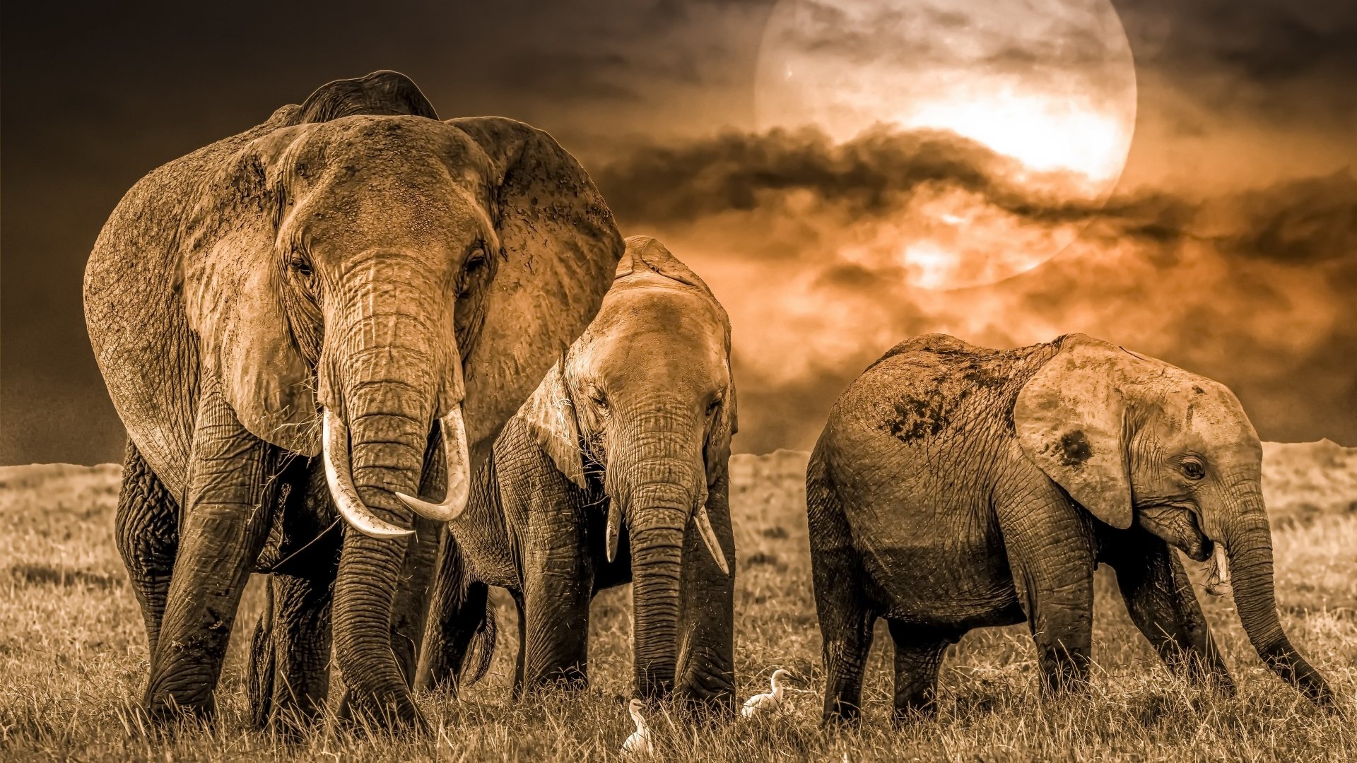 Download Baby Animal Animal African Bush Elephant 4k Ultra HD Wallpaper ...