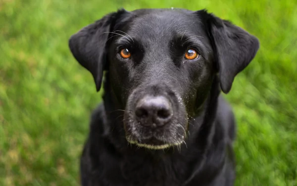 [50+] Black Dog Wallpapers